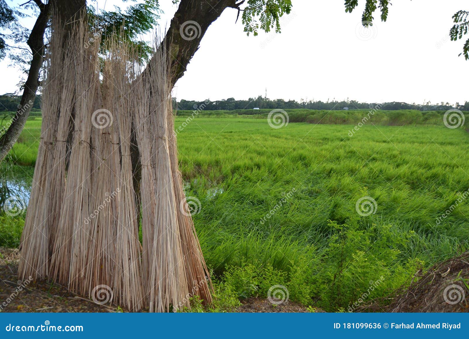 Green feild views stock photo. Image of trunk, feild - 181099636