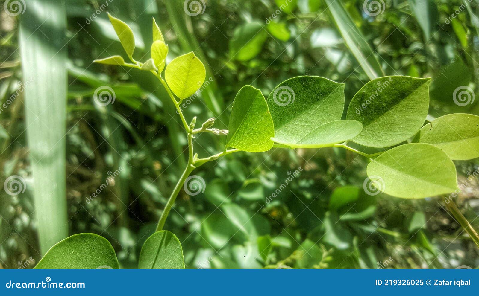 Green Fellawer Stock Photos - Free & Royalty-Free Stock Photos from ...