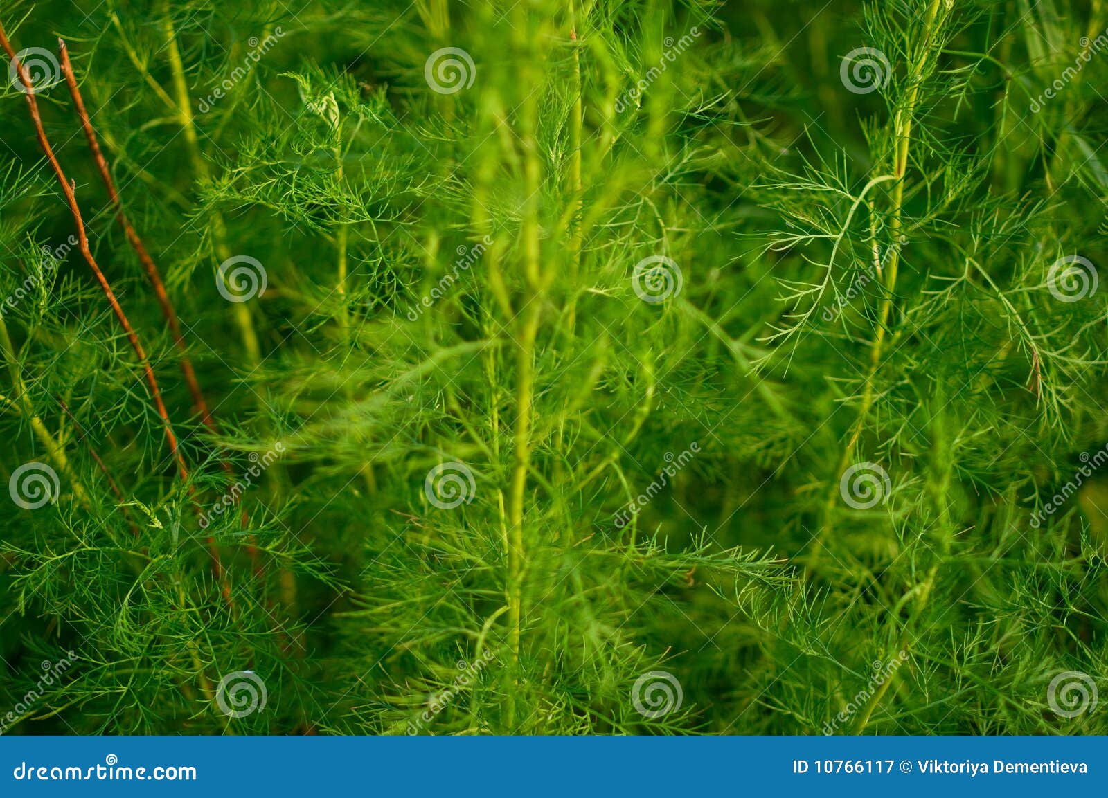 Green Fennel Stock Image Image Of Natural Grass Component 10766117