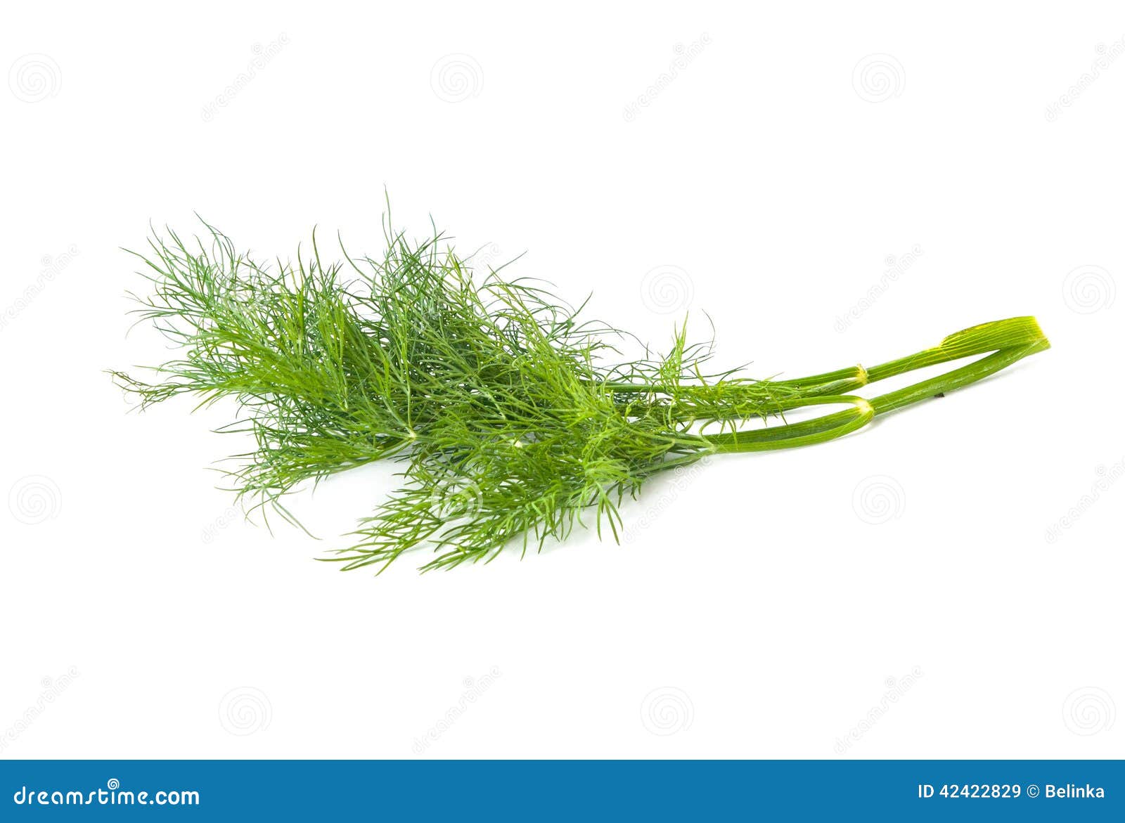 Green Fennel Isolated on White Background Stock Image - Image of vegan ...