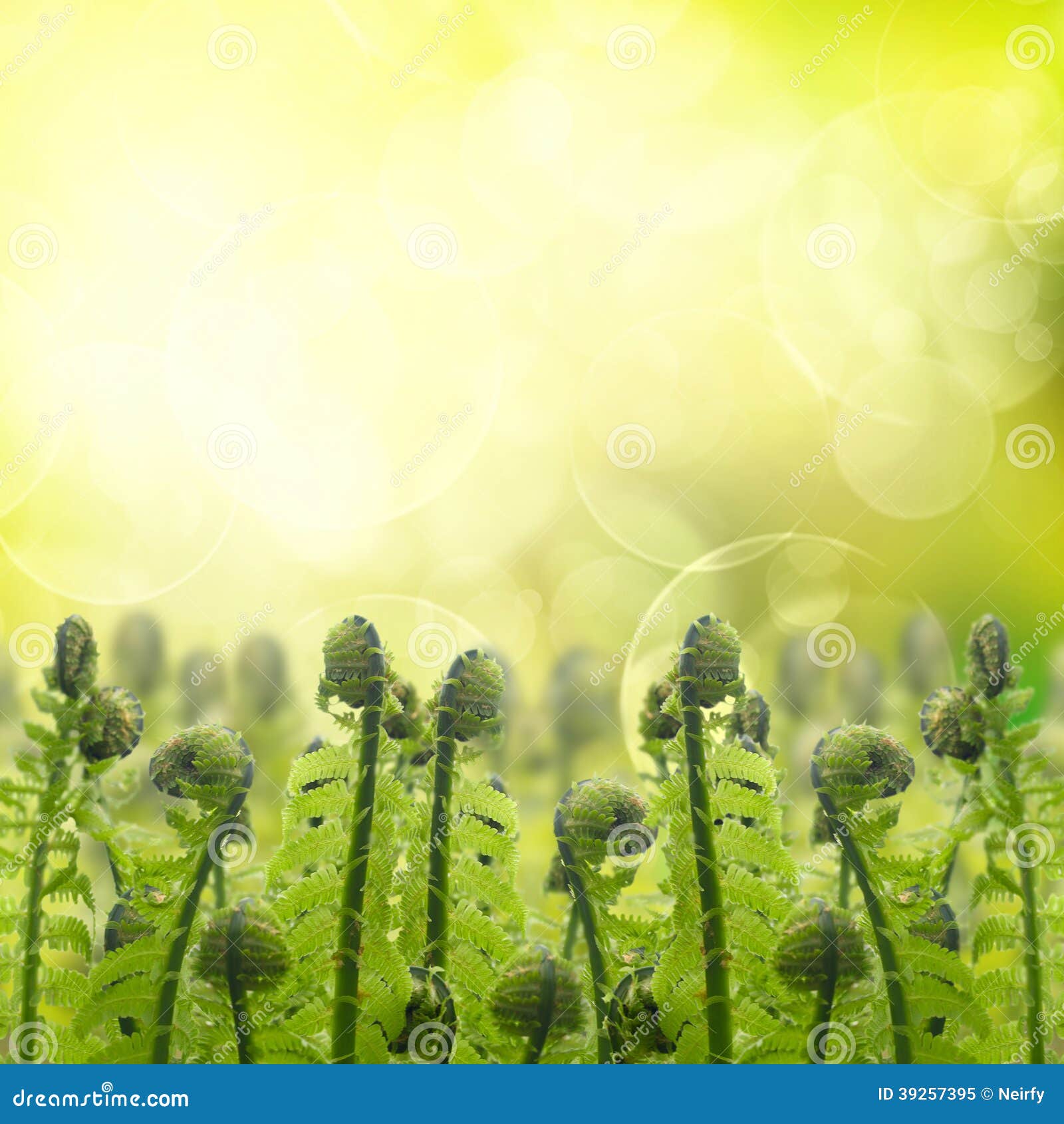 Green Ferm Sprouts Under Sun Stock Image - Image of floral, bloom: 39257395