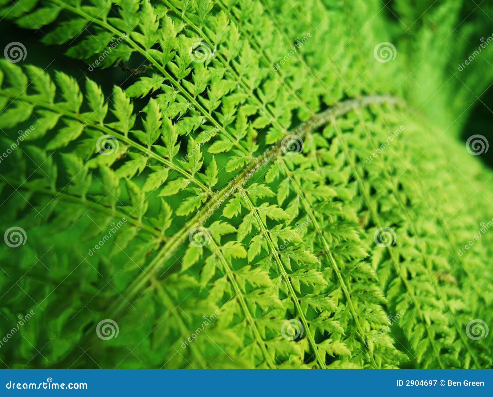 Green Fern stock image. Image of fern, earth, plants, sunlight - 2904697