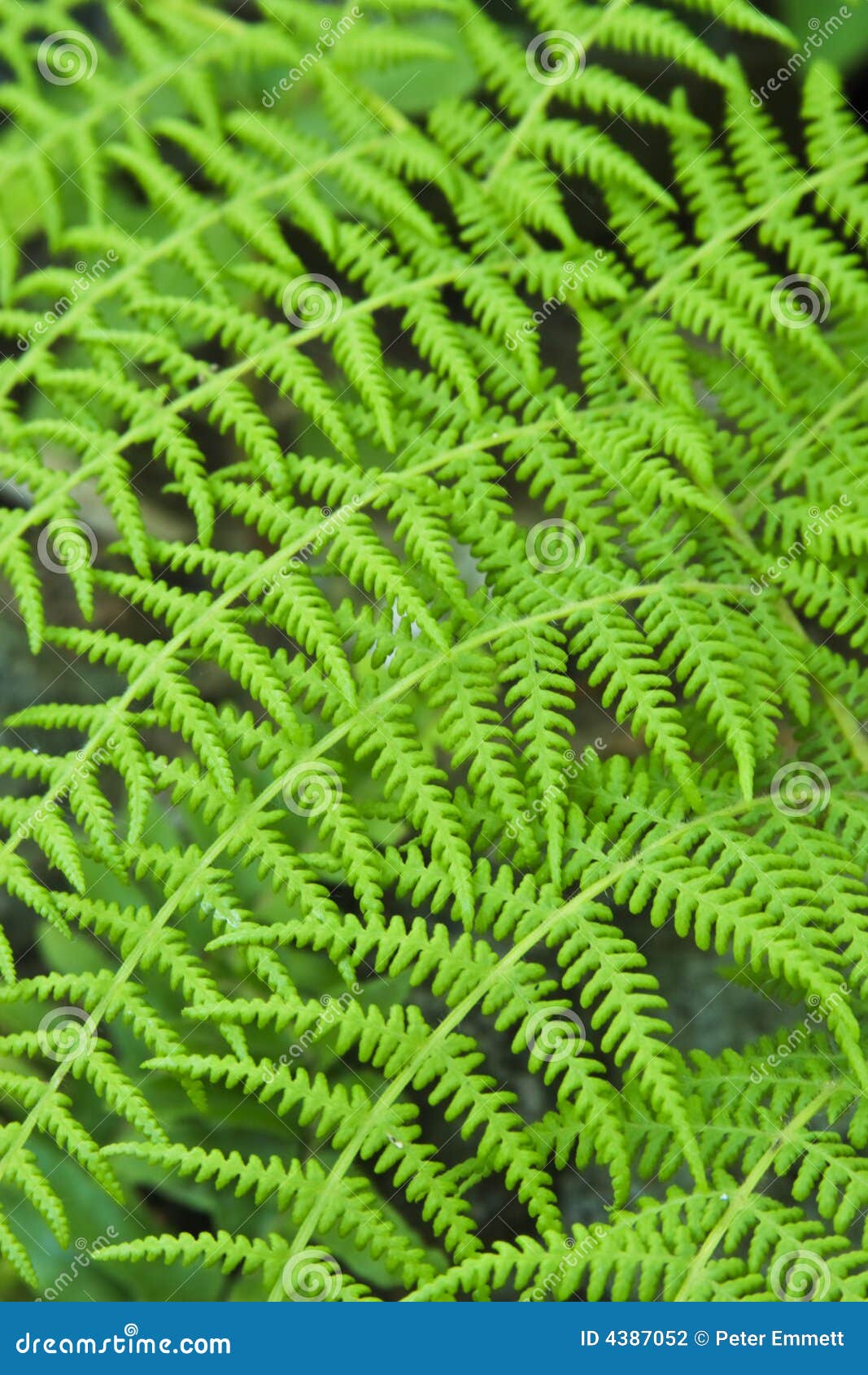 Green Fern stock photo. Image of vivid, rough, bush, pattern - 4387052