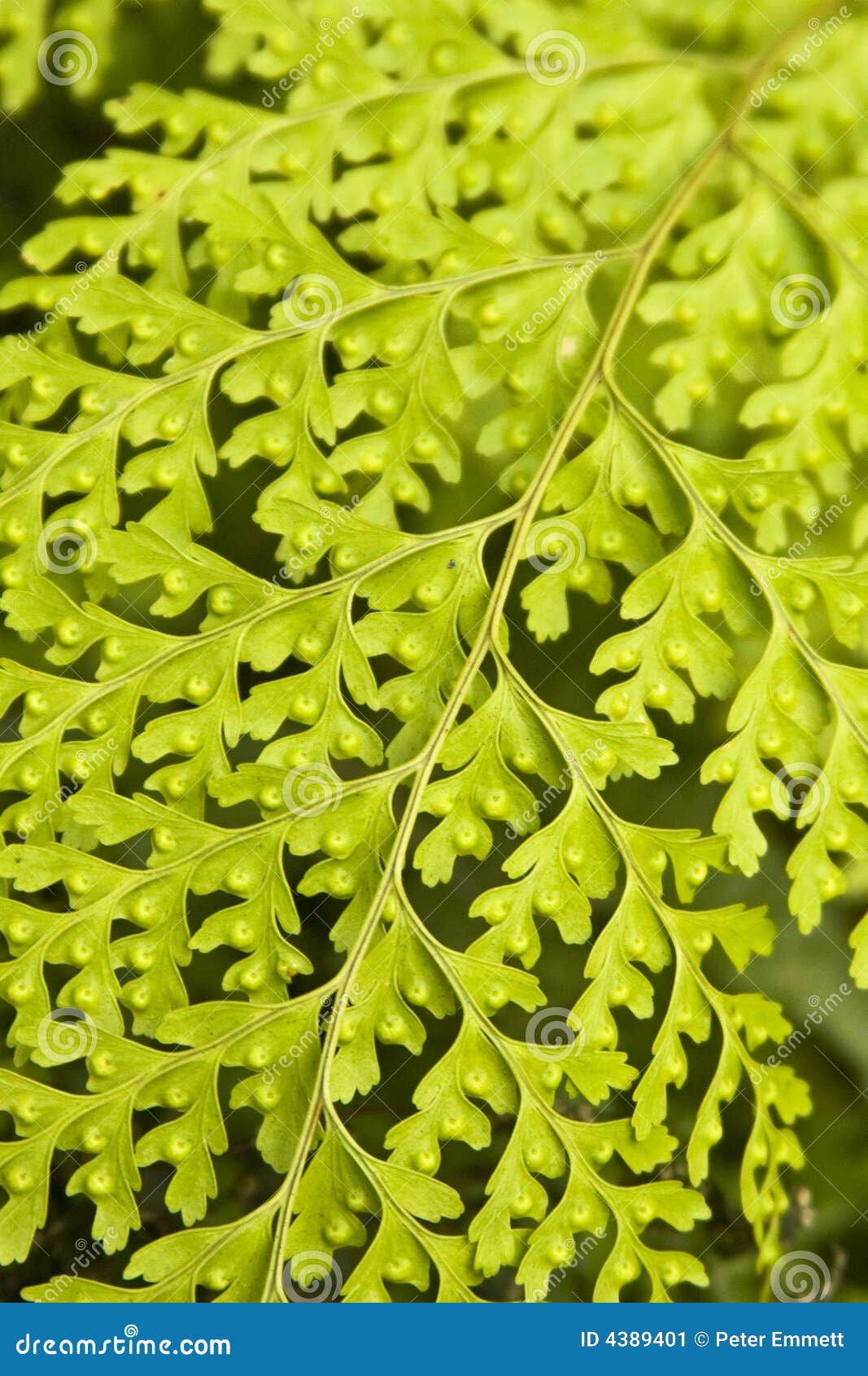 Green Fern stock image. Image of organism, bright, bush - 4389401