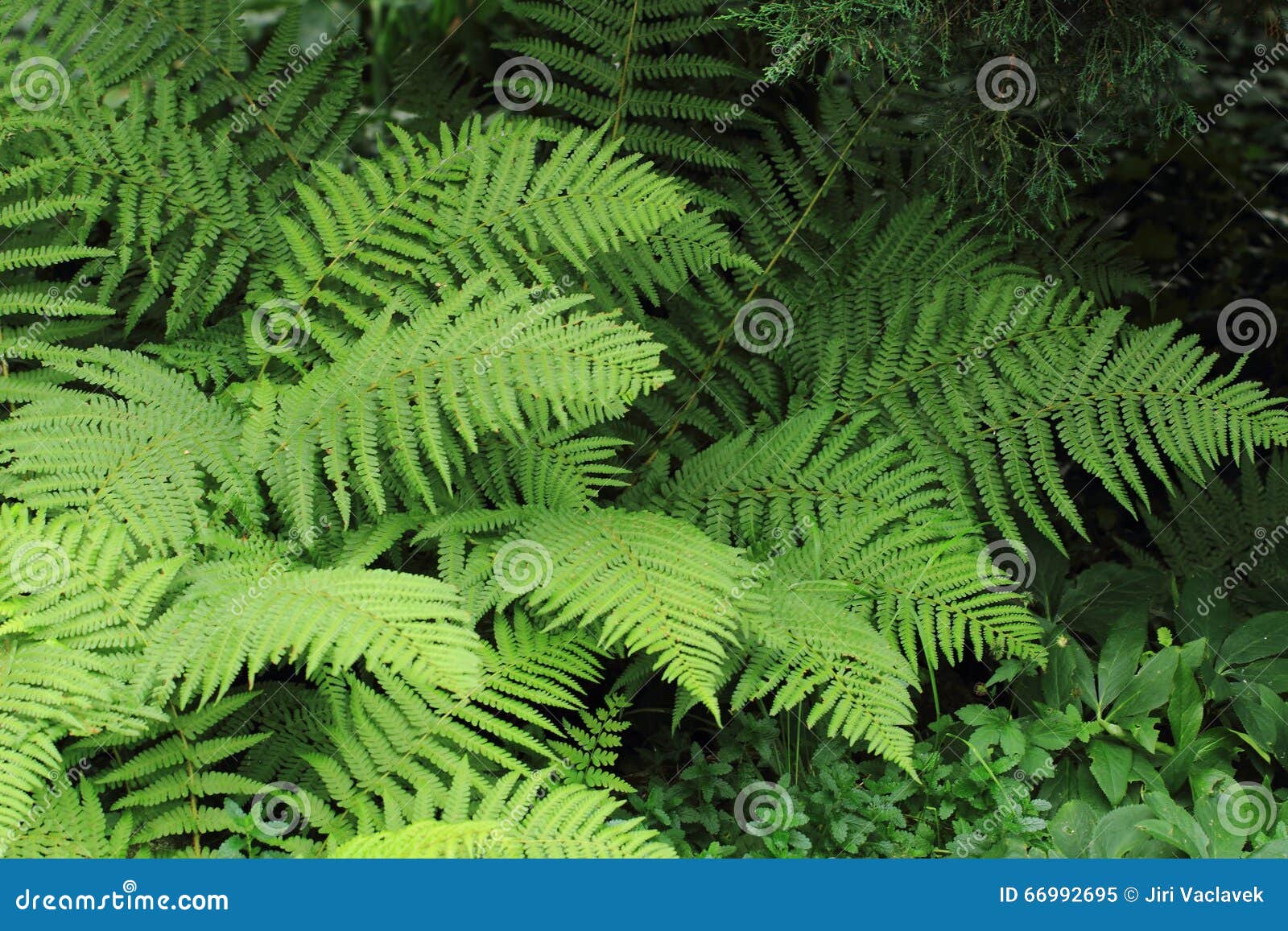 Green fern background stock image. Image of garden, background - 66992695