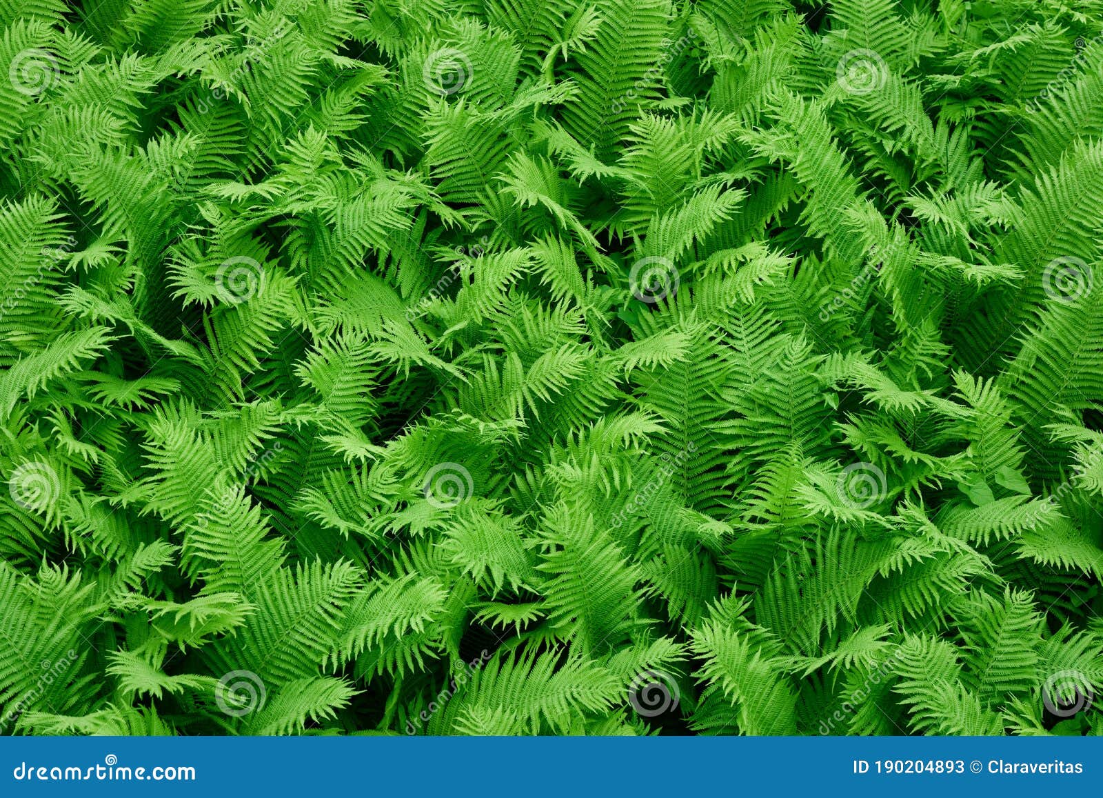 Green Fern Background. Botanical Plant Pattern Stock Image - Image of ...