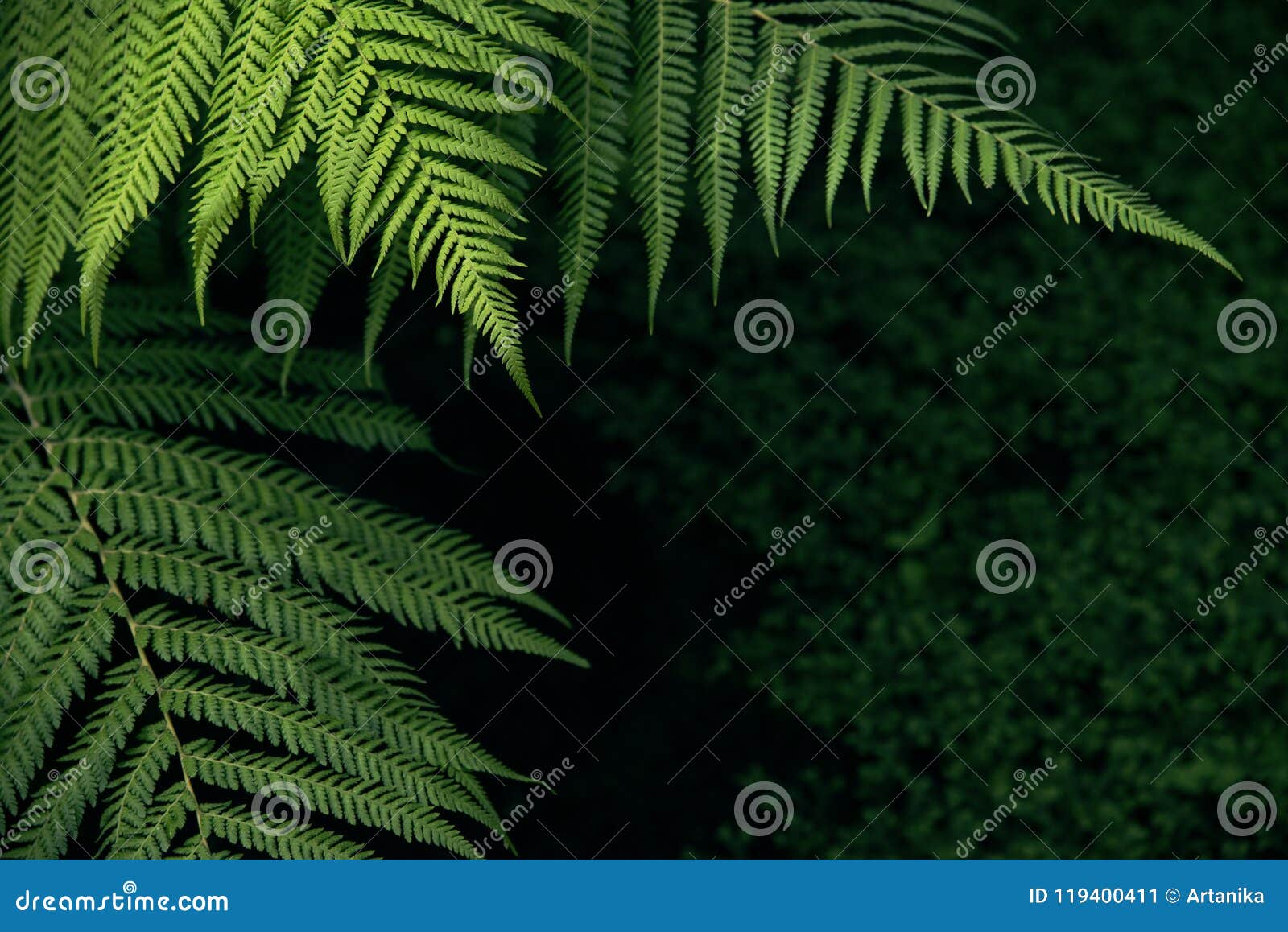 Green fern background stock image. Image of frame, foliage - 119400411