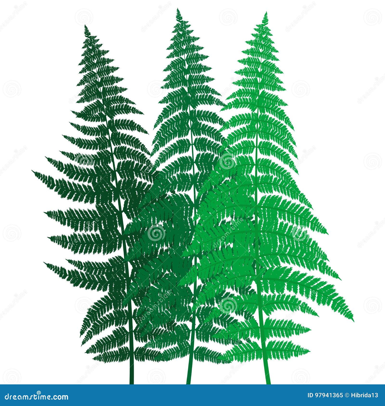 Fern Background Cartoon Vector | CartoonDealer.com #71212851