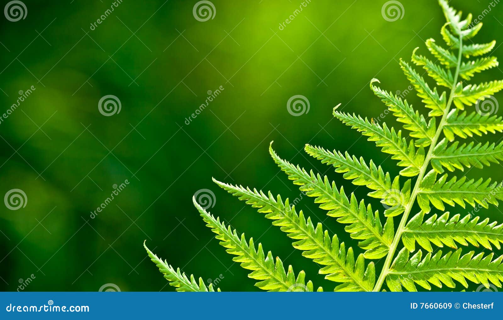Green fern branch stock image. Image of beautiful, backdrop - 7660609