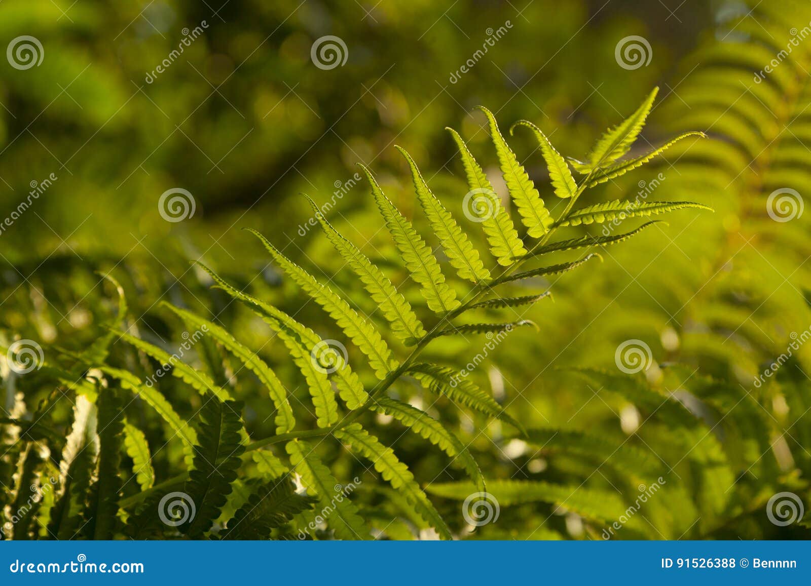 Green fern branch stock photo. Image of leaves, grass - 91526388