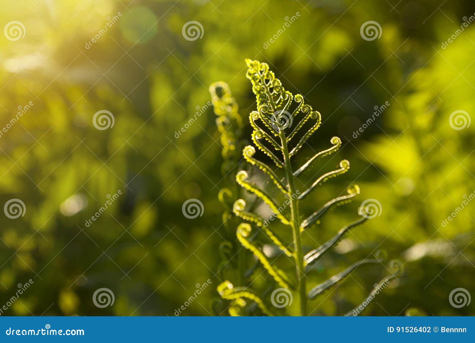 Green fern branch stock photo. Image of botany, beauty - 91526402