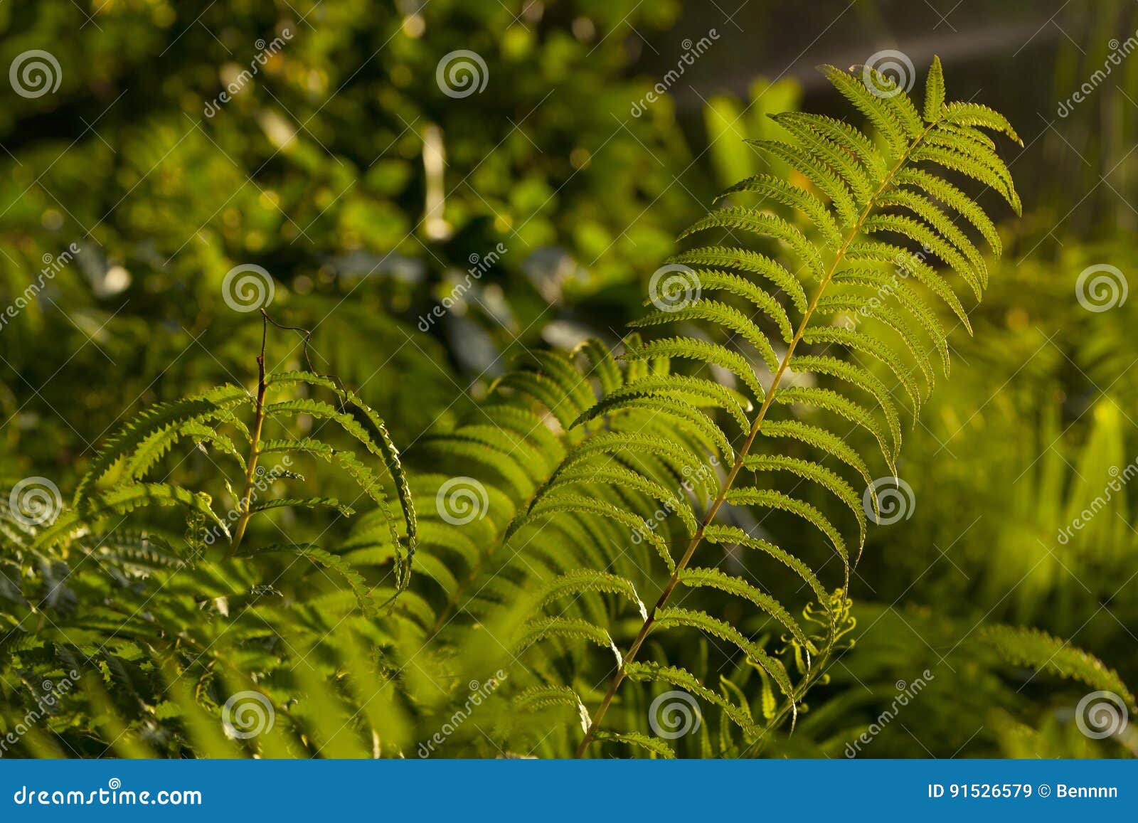 Green fern branch stock image. Image of backdrop, leaf - 91526579