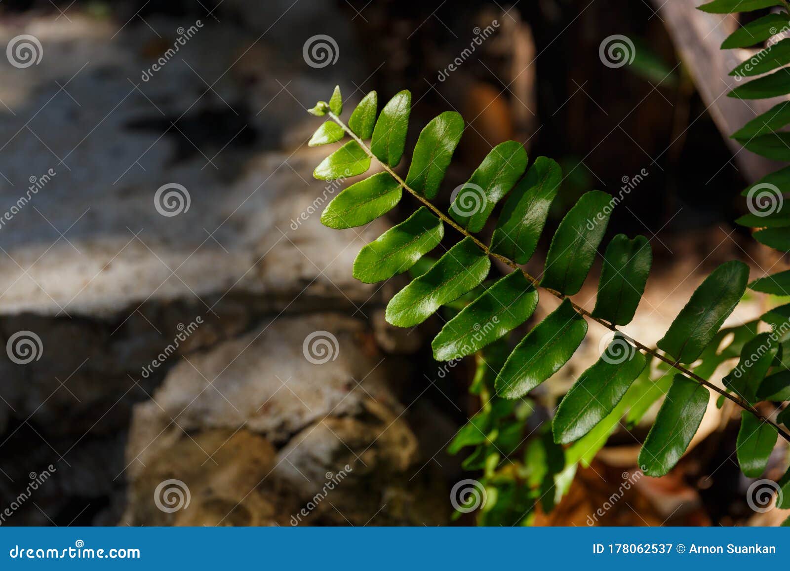 Green fern branch stock image. Image of fresh, closeup - 178062537