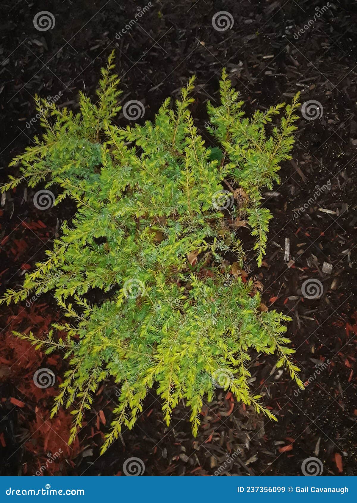 Green Fern in Coffee Colored Mulch Stock Image - Image of colored ...