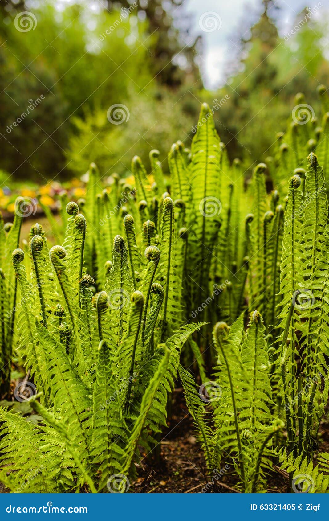 Green fern stock image. Image of closeup, life, nature - 63321405