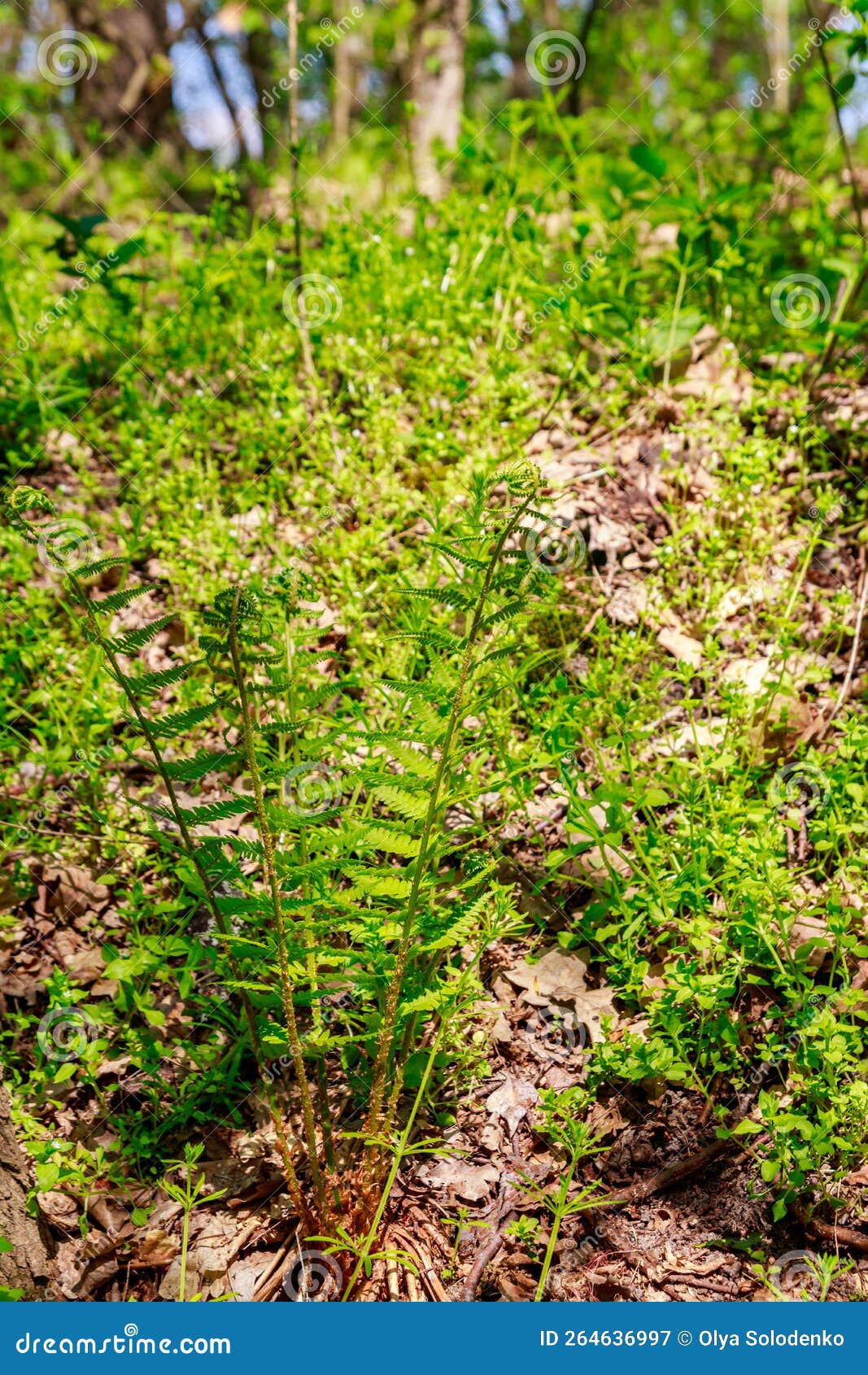 Green fern in forest stock image. Image of brake, botany - 264636997