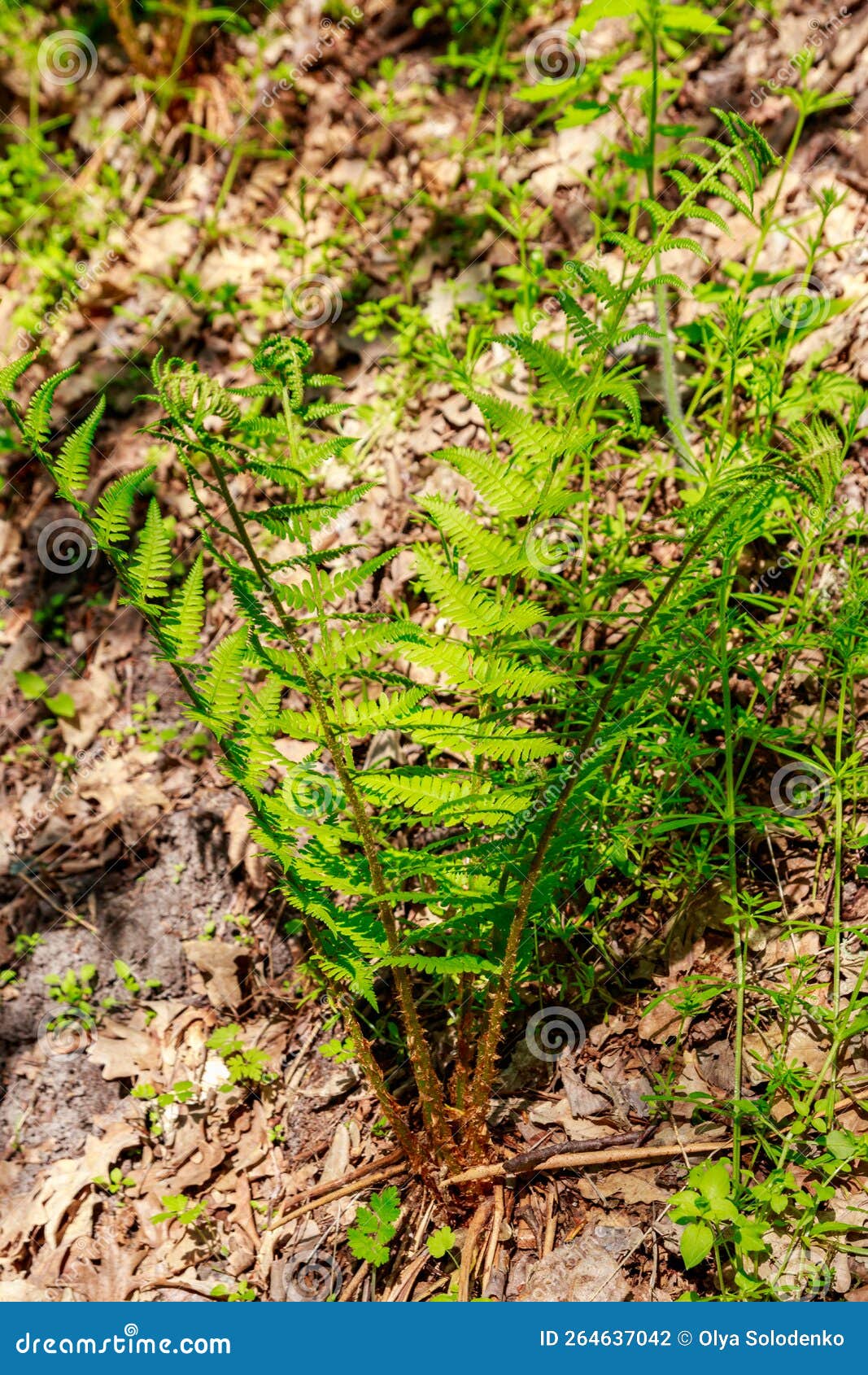 Green fern in forest stock photo. Image of beautiful - 264637042