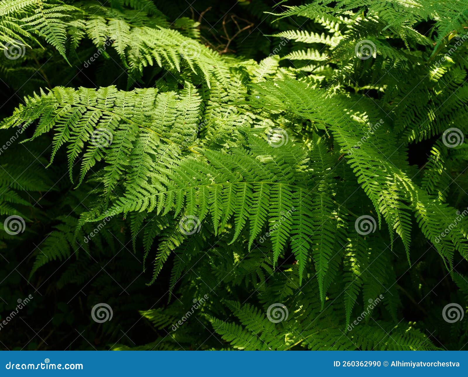 Green fern in the forest stock photo. Image of foliage - 260362990