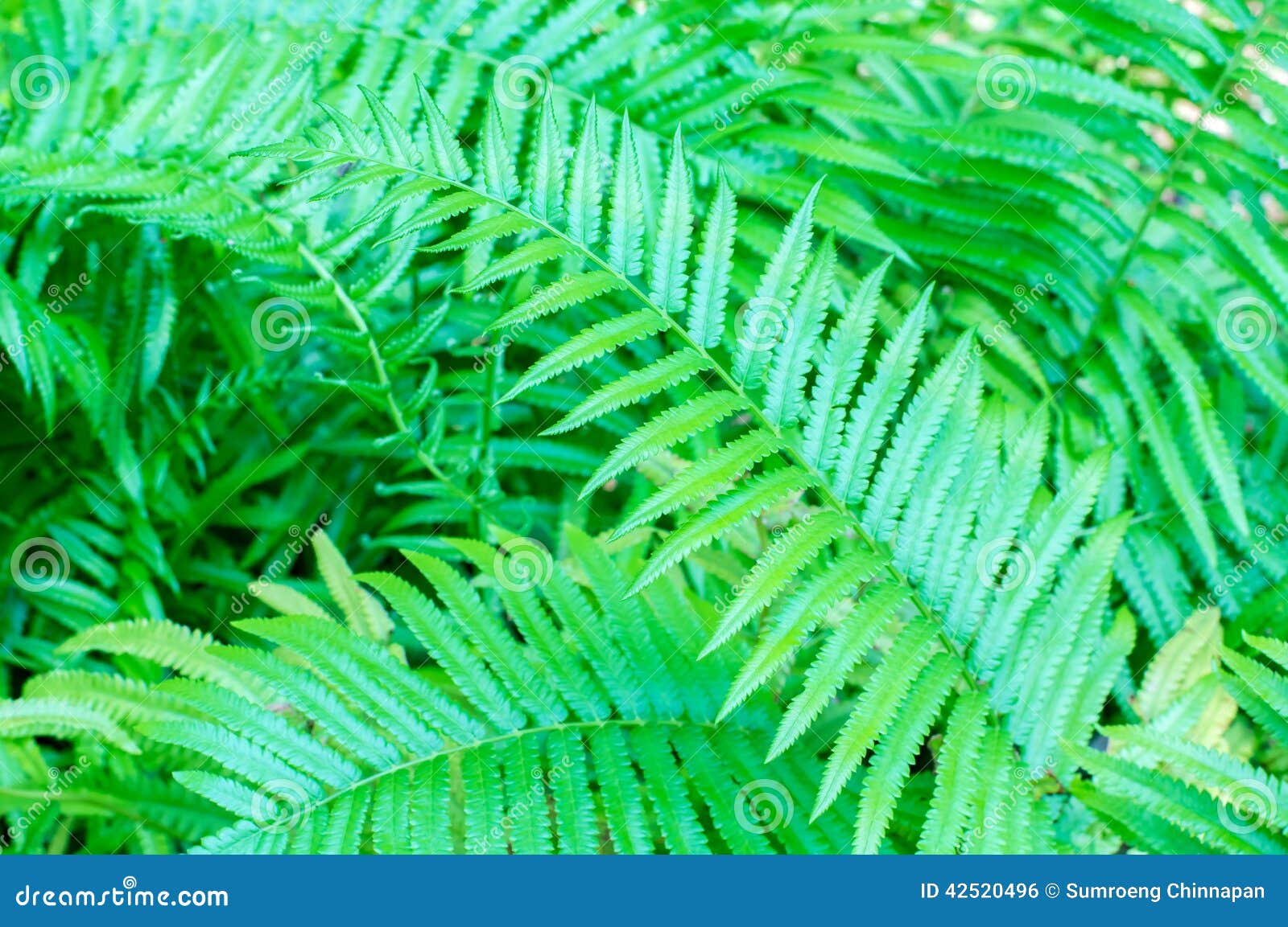 Green fern stock photo. Image of life, natural, objects - 42520496