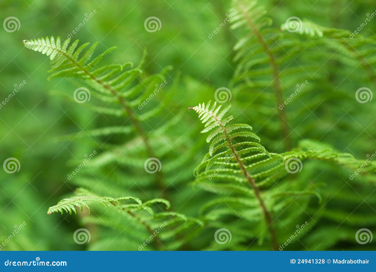 Green fern fronds stock photo. Image of topview, leaves - 24941328