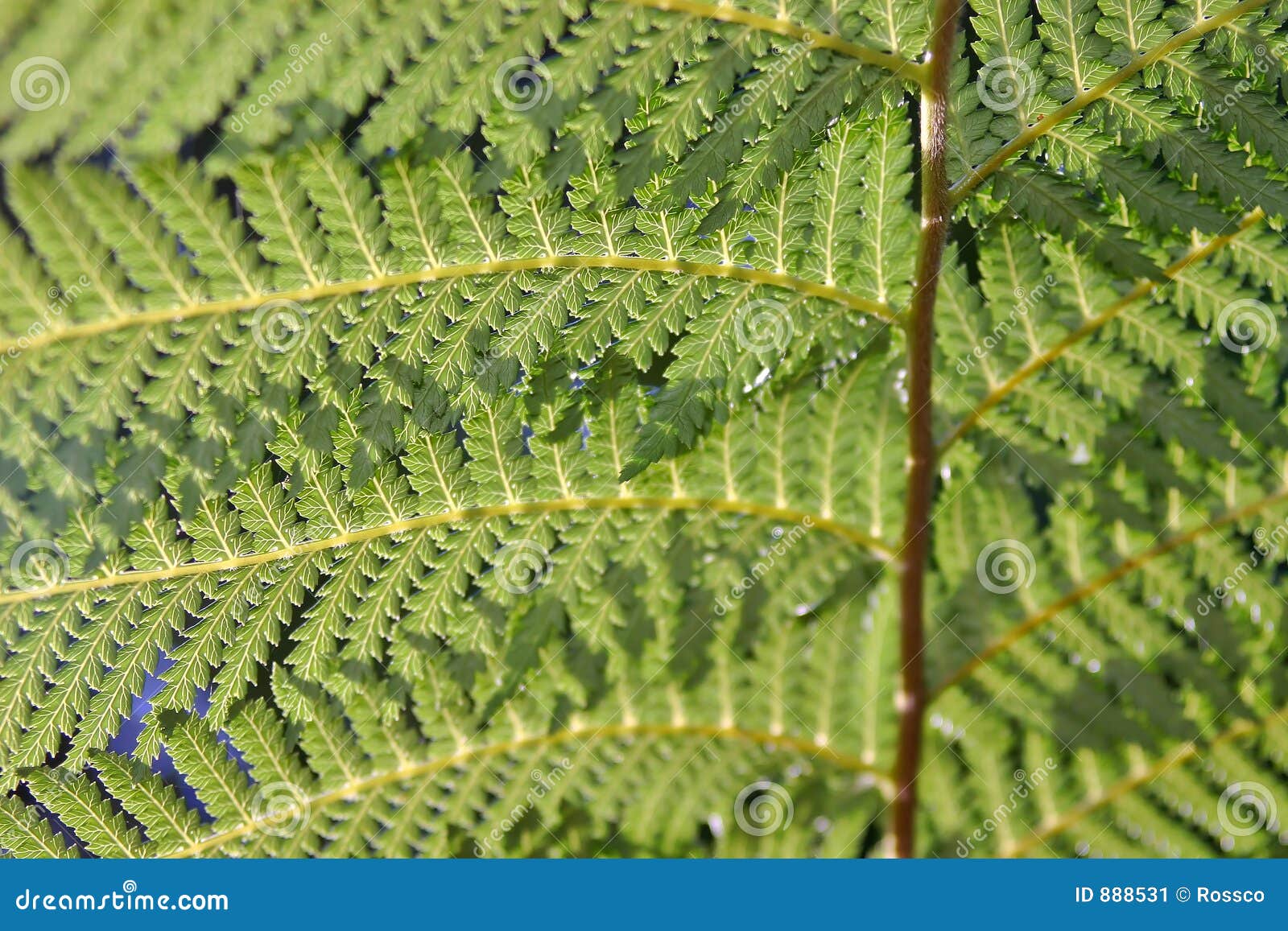 Fern Fronds As Seen From Above In Monteverde Cloud Forest Reserve ...