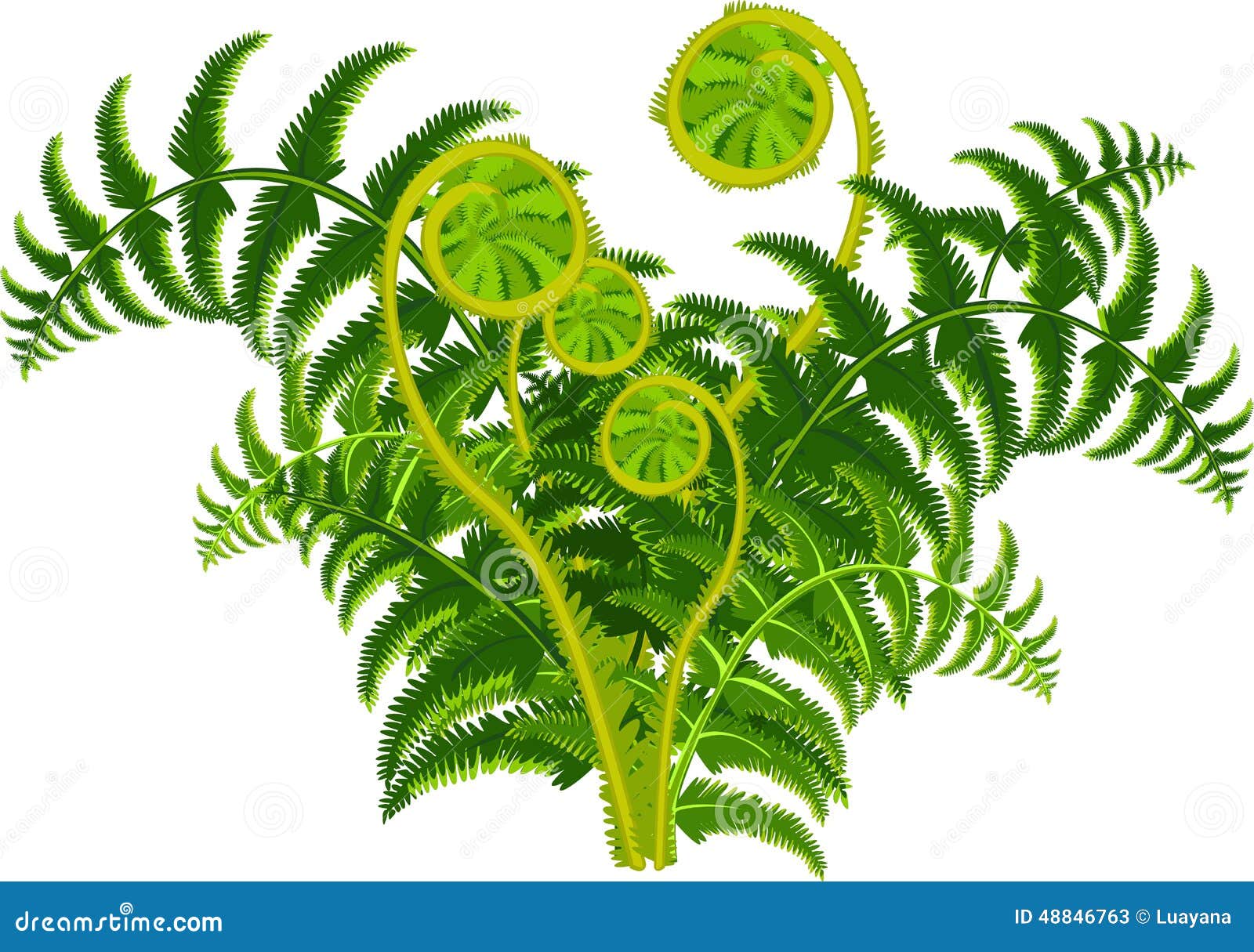 Green Fern With Rhizome And Roots Cartoon Vector | CartoonDealer.com ...