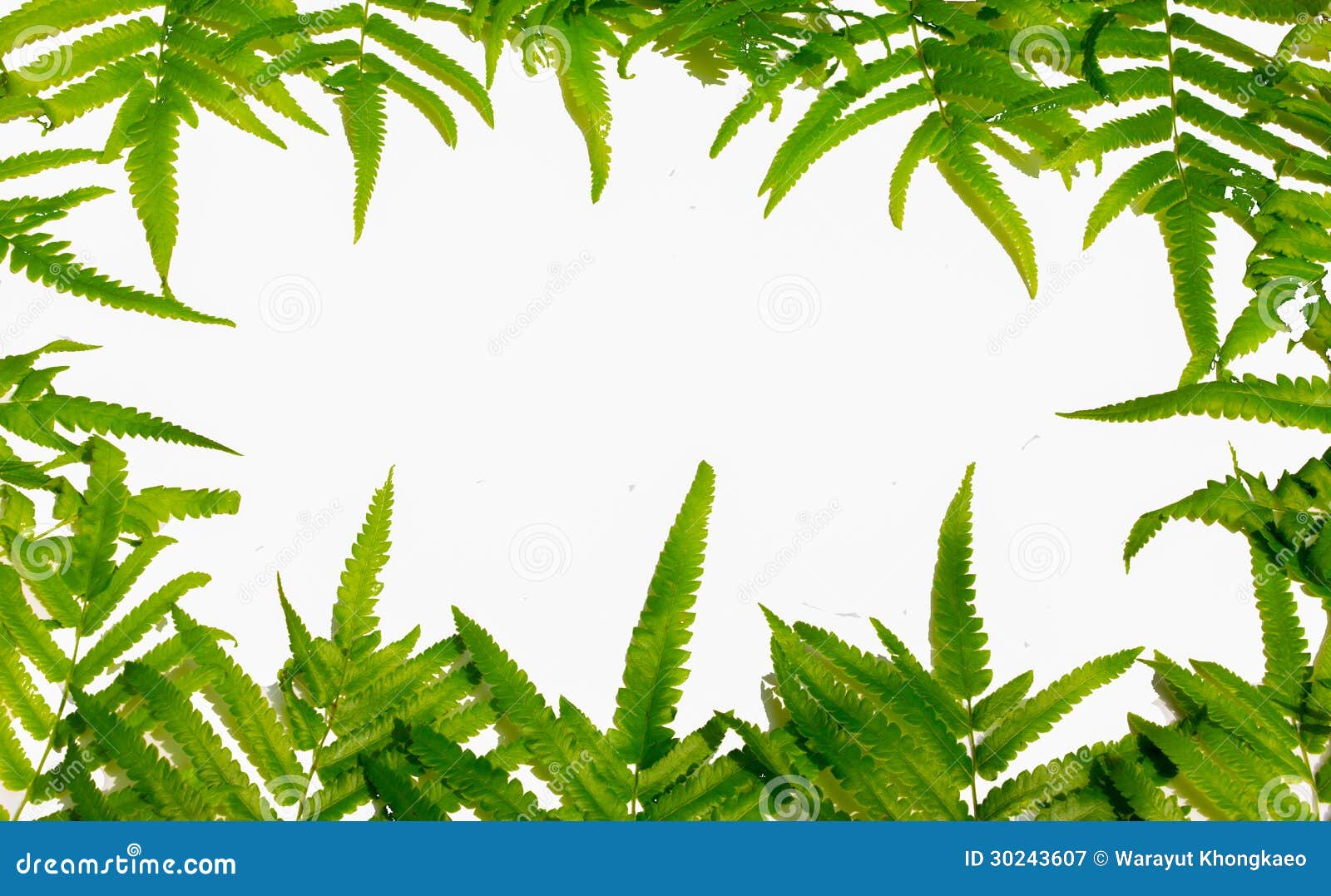 Fern Isolated on White Background Stock Image - Image of cutout, fern ...