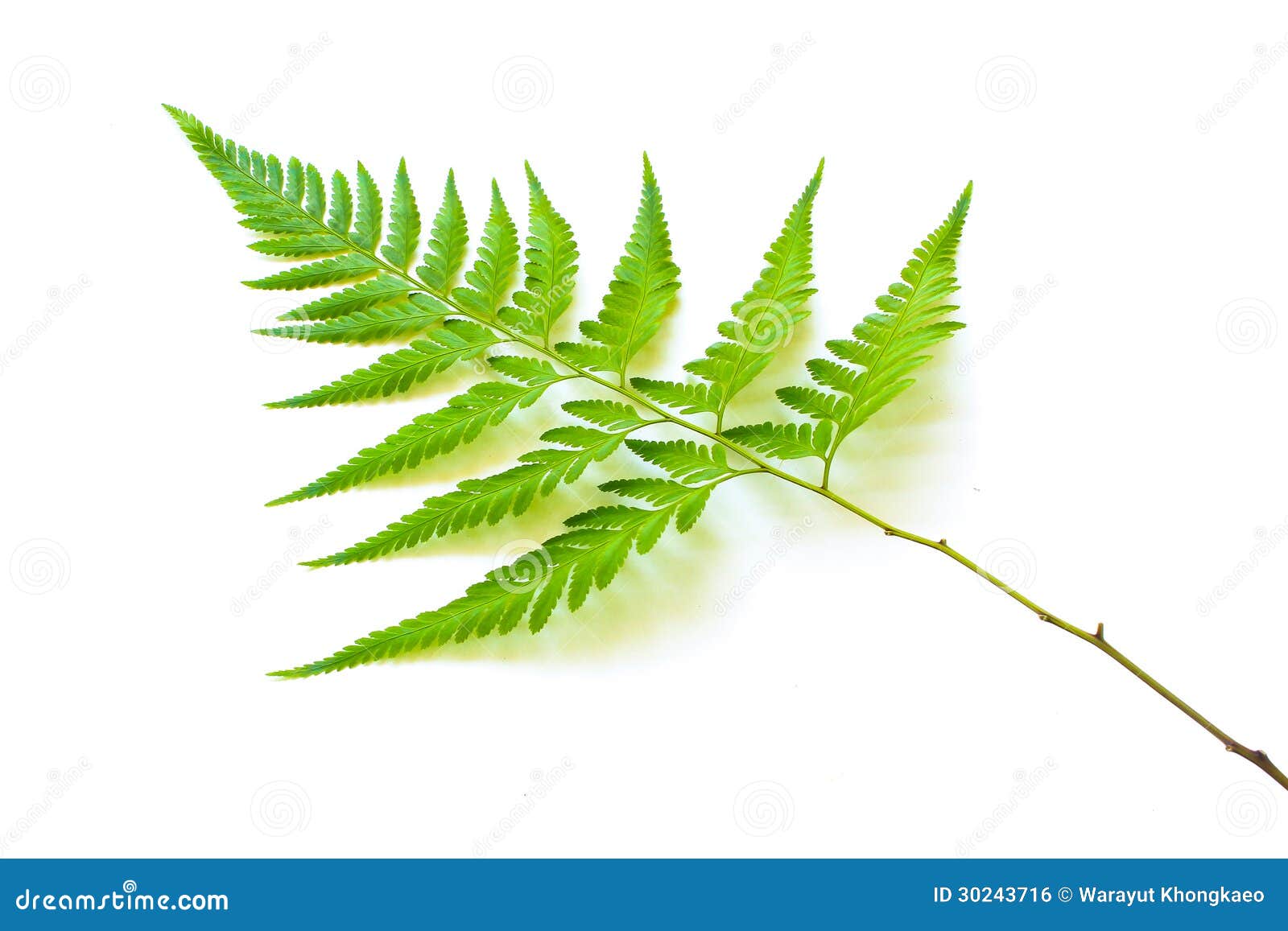 Fern Isolated on White Background Stock Photo - Image of nature, frame ...