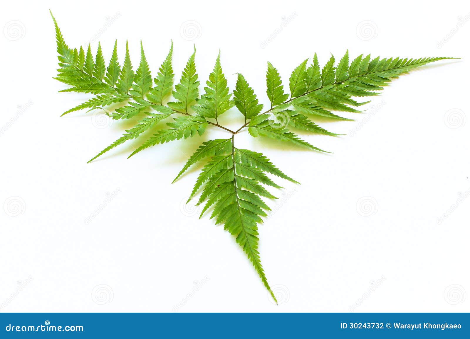 Fern Isolated on White Background Stock Photo - Image of flora, forest ...