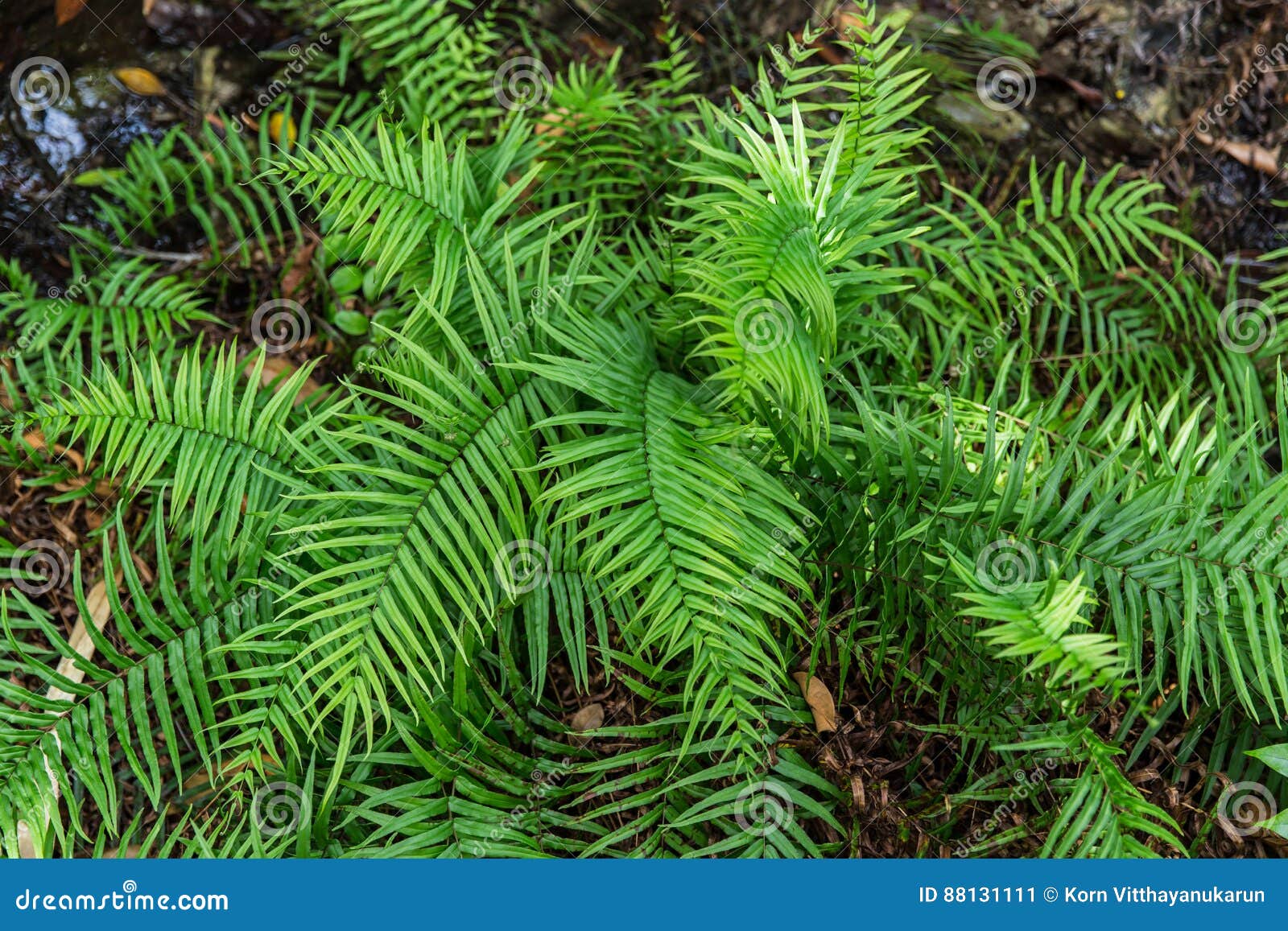 Green Fern in the Jungle Forest Nature. Stock Image - Image of rain ...