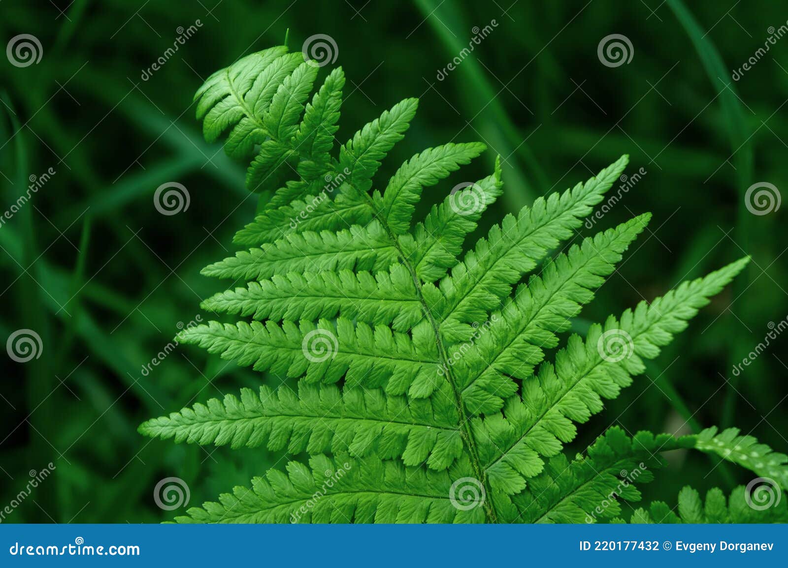 Slice Fern Leaf Under A Microscope, (Fern Leaf Sec.), Royalty-Free ...
