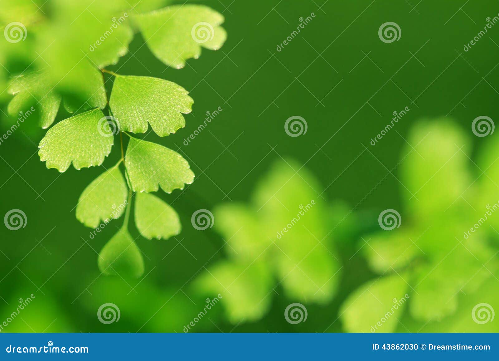 Green fern leaf stock photo. Image of corner, fern, zigzag - 43862030