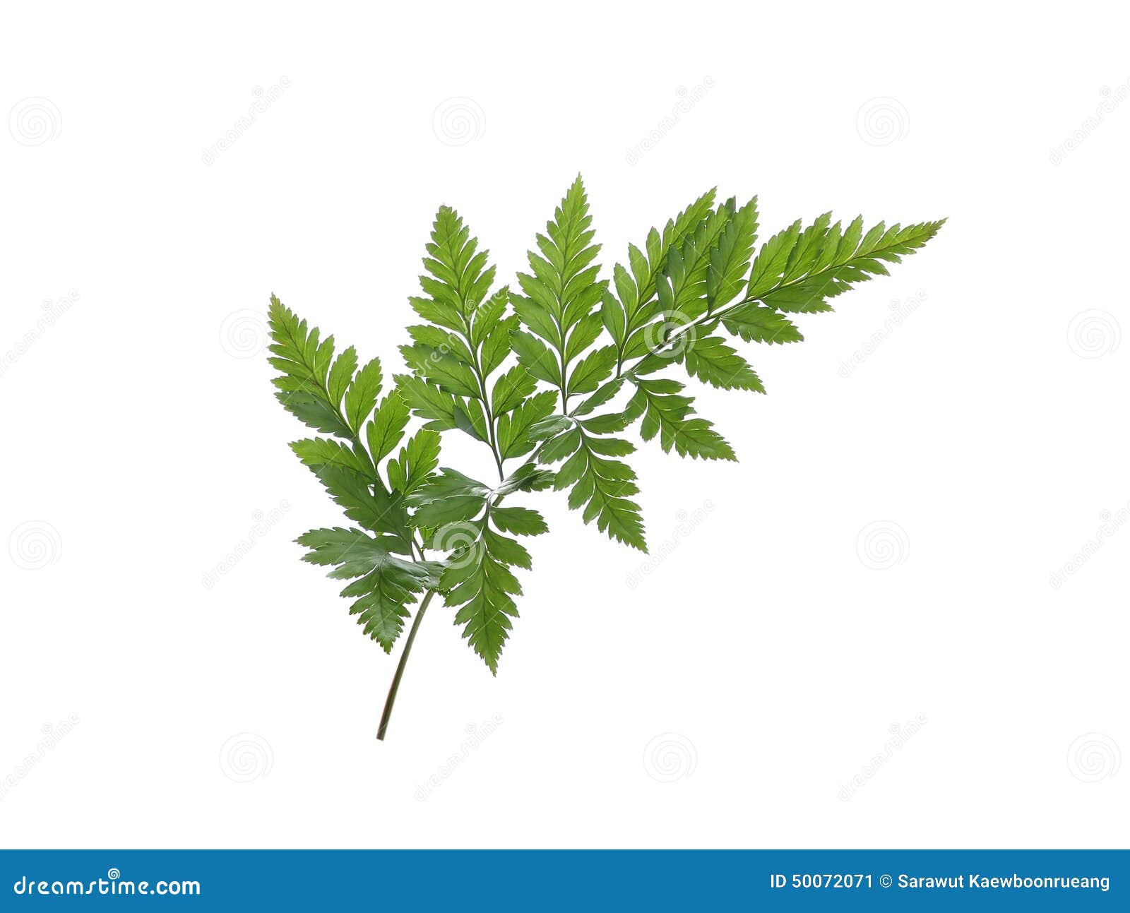 Red Fern Leaf On Crumpled Craft Paper. Background Royalty-Free Stock ...