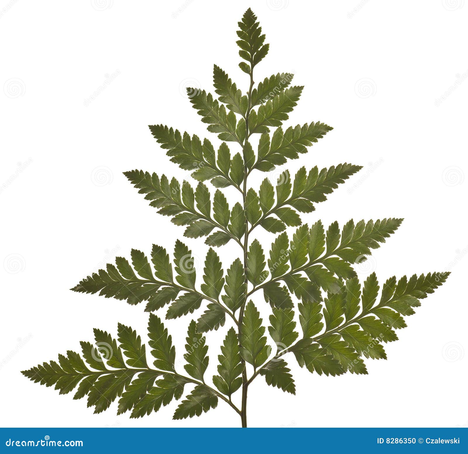 8,873 Fern Color Green White Background Stock Photos - Free & Royalty ...