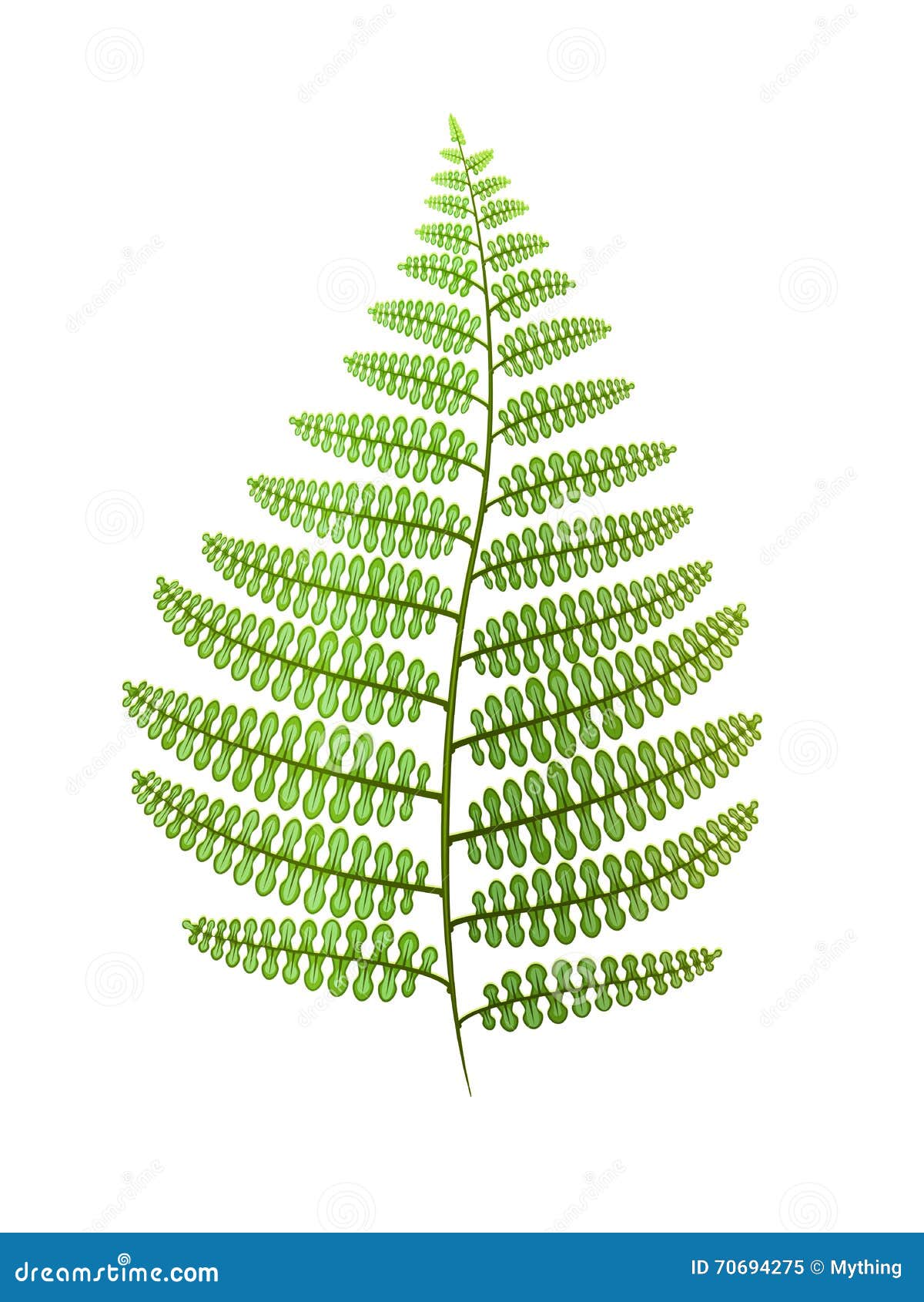Green Fern With Rhizome And Roots Cartoon Vector | CartoonDealer.com ...