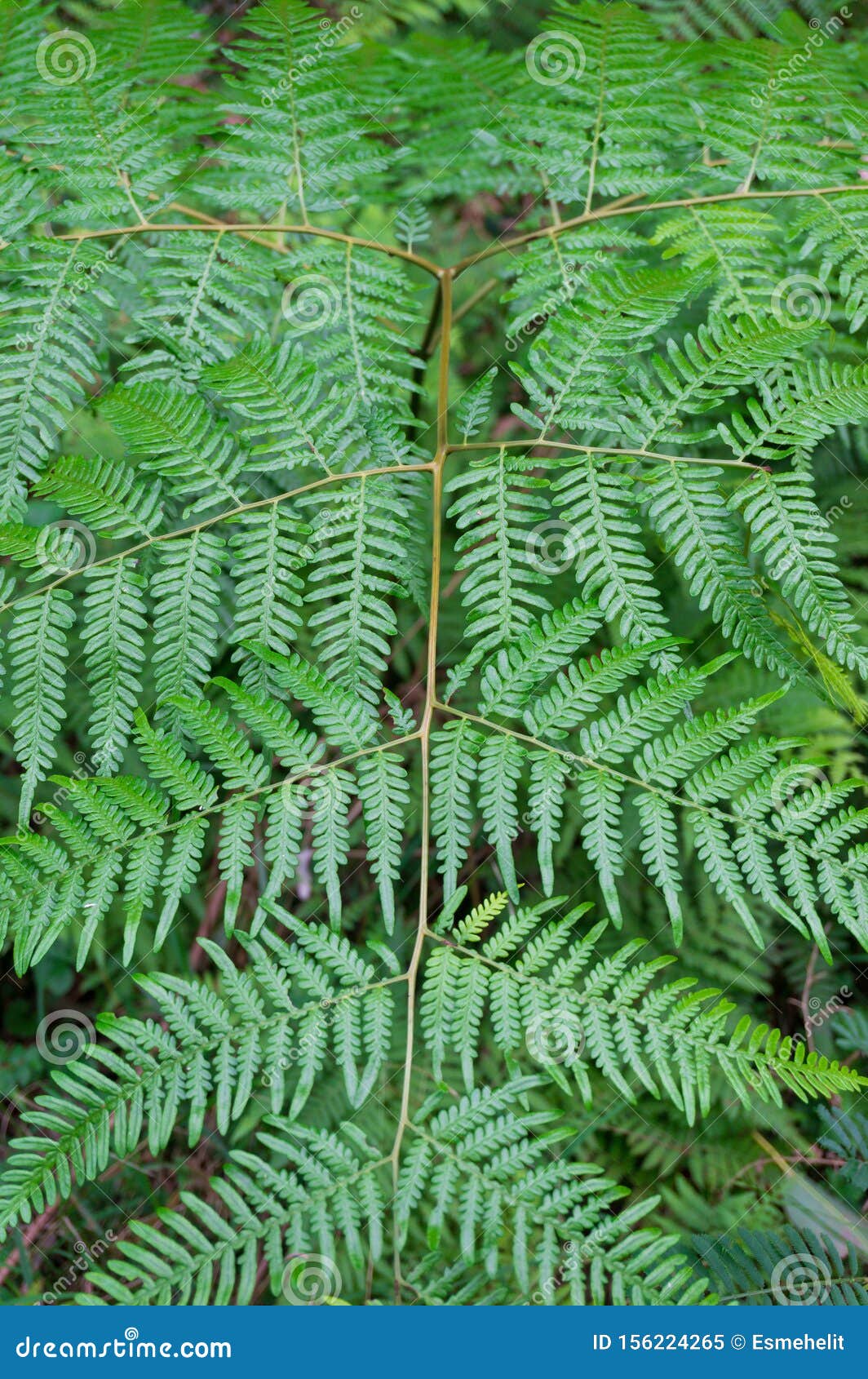 Green Fern Leaf Pattern, Texture. Nature Background Stock Image - Image ...