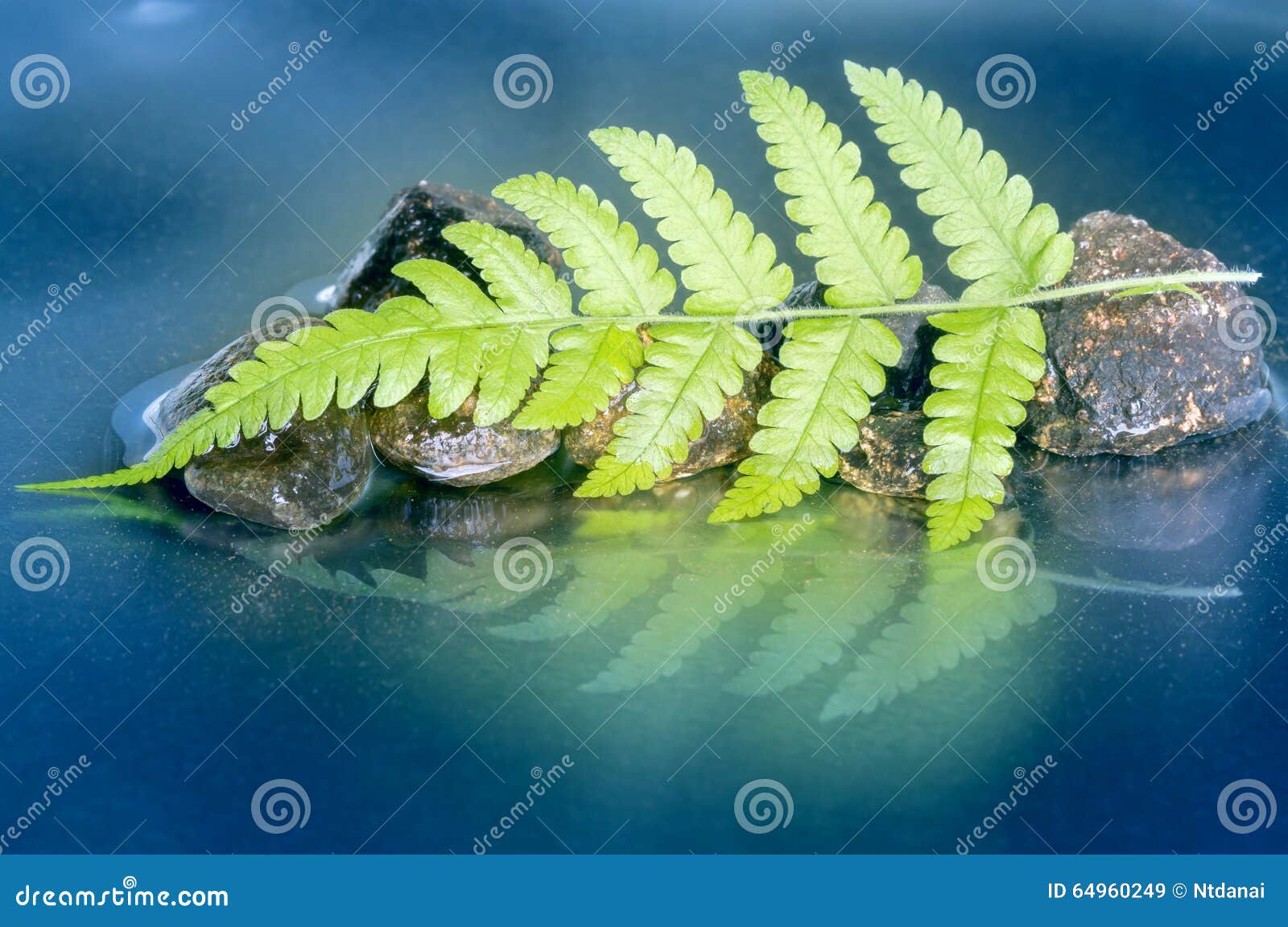 Green fern leaf reflection stock image. Image of leaf - 64960249