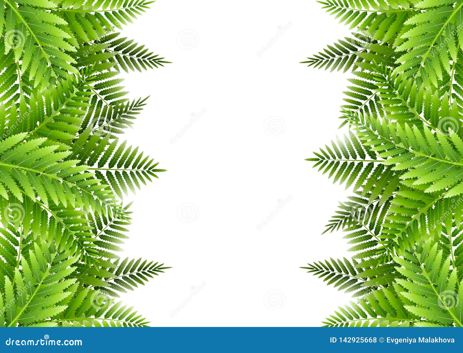 Green Fern Leaves Borders on White Stock Vector - Illustration of ...