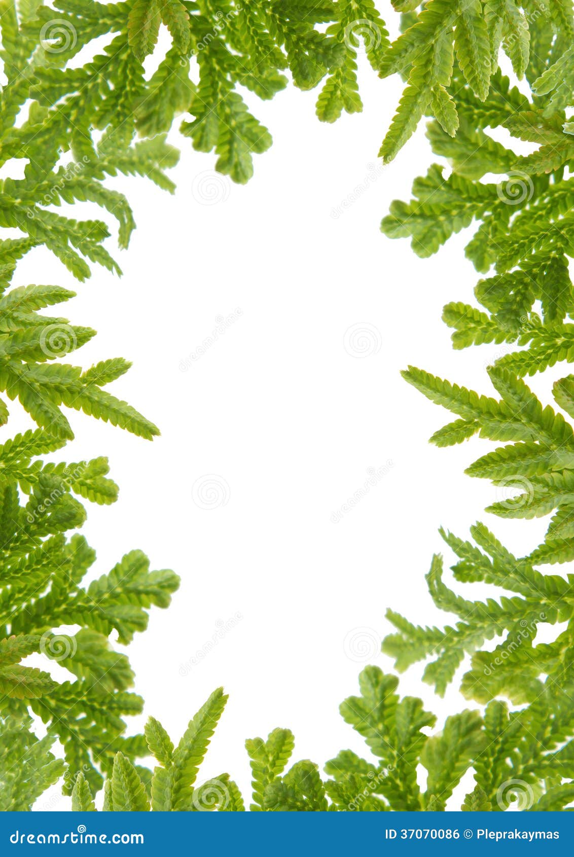 Green fern leaves frame stock photo. Image of growing - 37070086