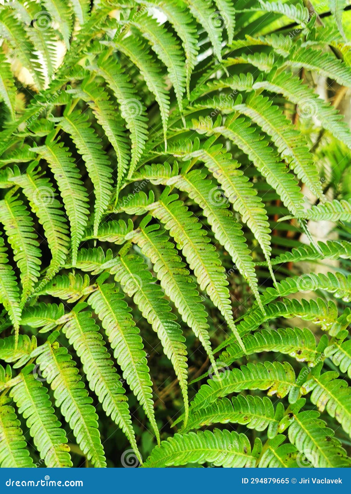 Green fern leaves texture stock image. Image of flora - 294879665
