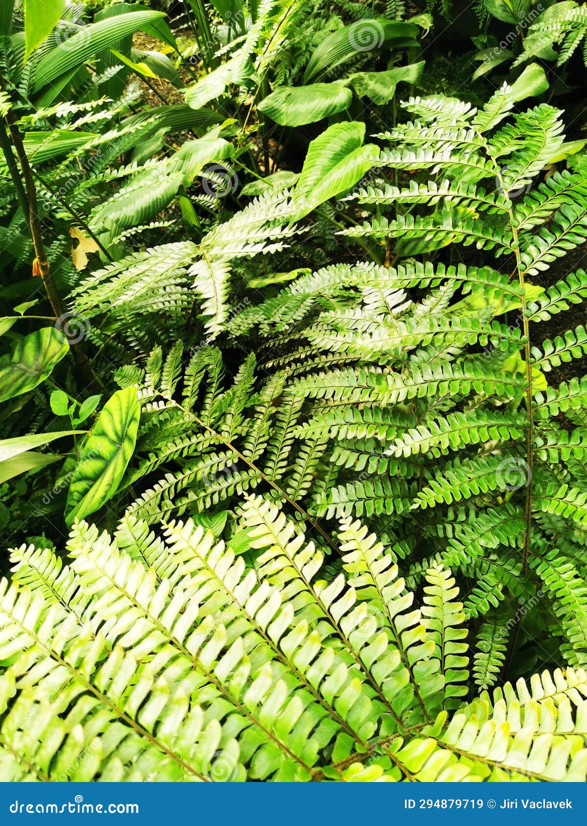 Green fern leaves texture stock image. Image of bush - 294879719