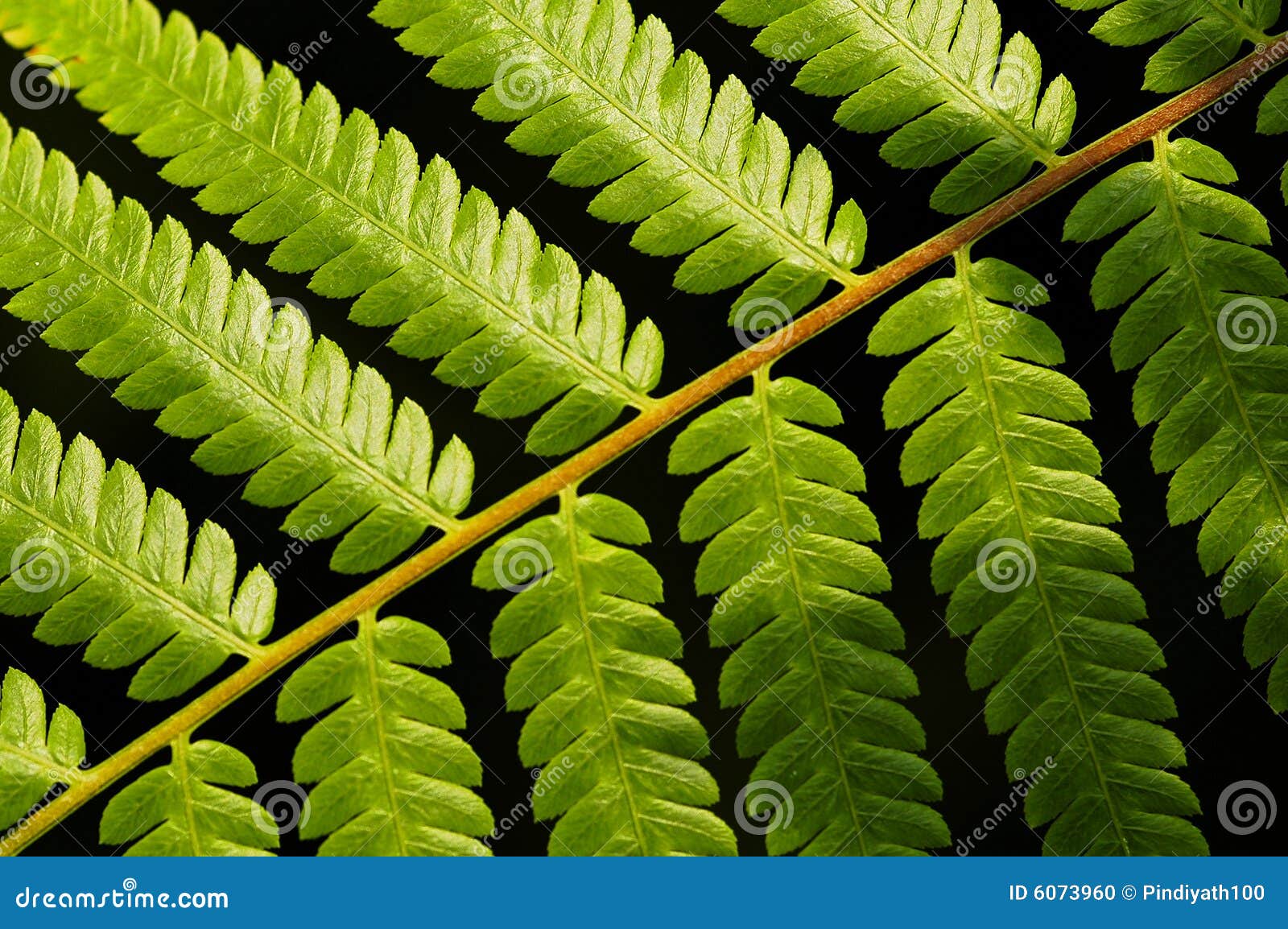 8,445 Ferns Pattern Stock Photos - Free & Royalty-Free Stock Photos ...