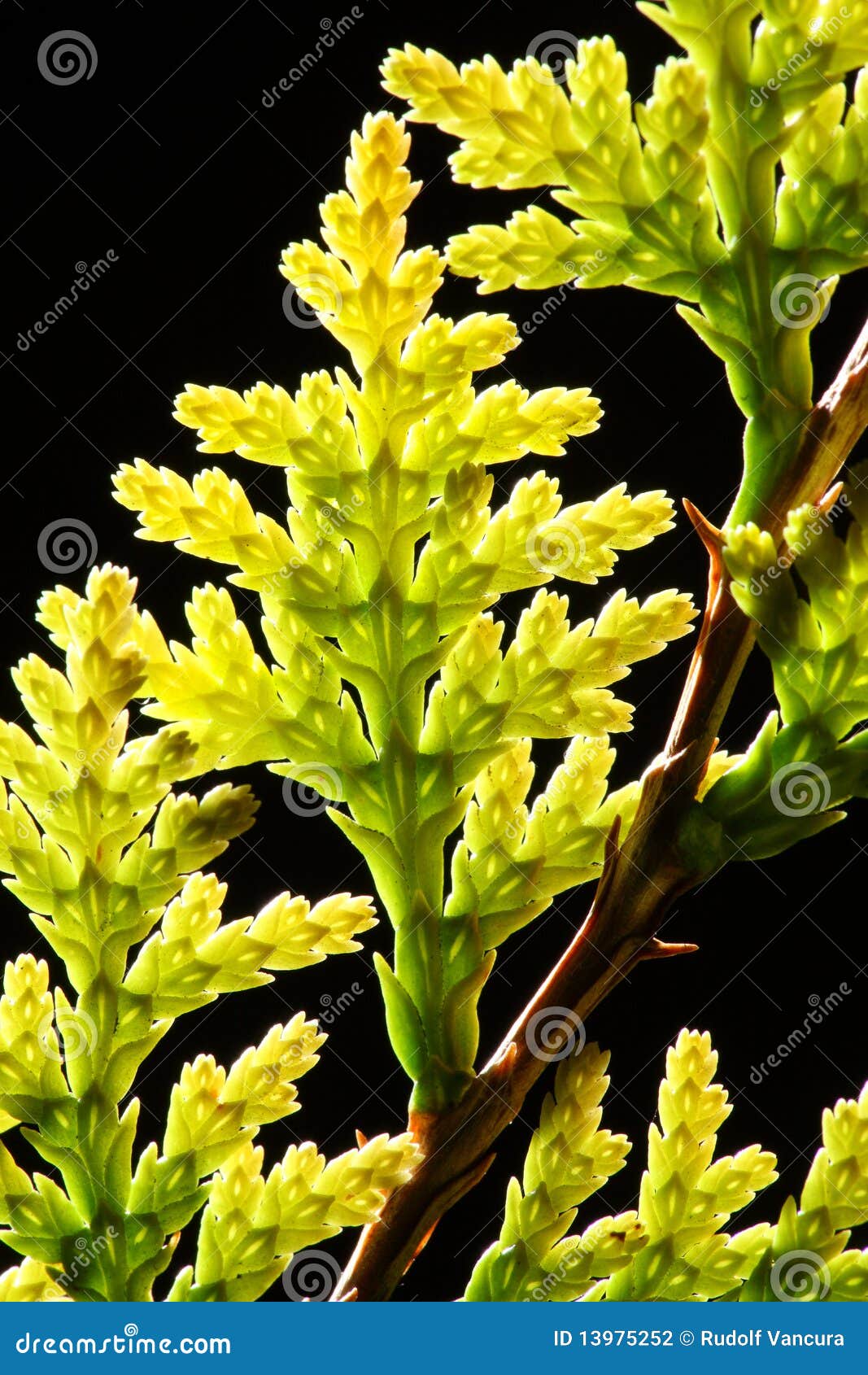 Fern Plant In The Forest. Beautiful Graceful Green Leaves ...