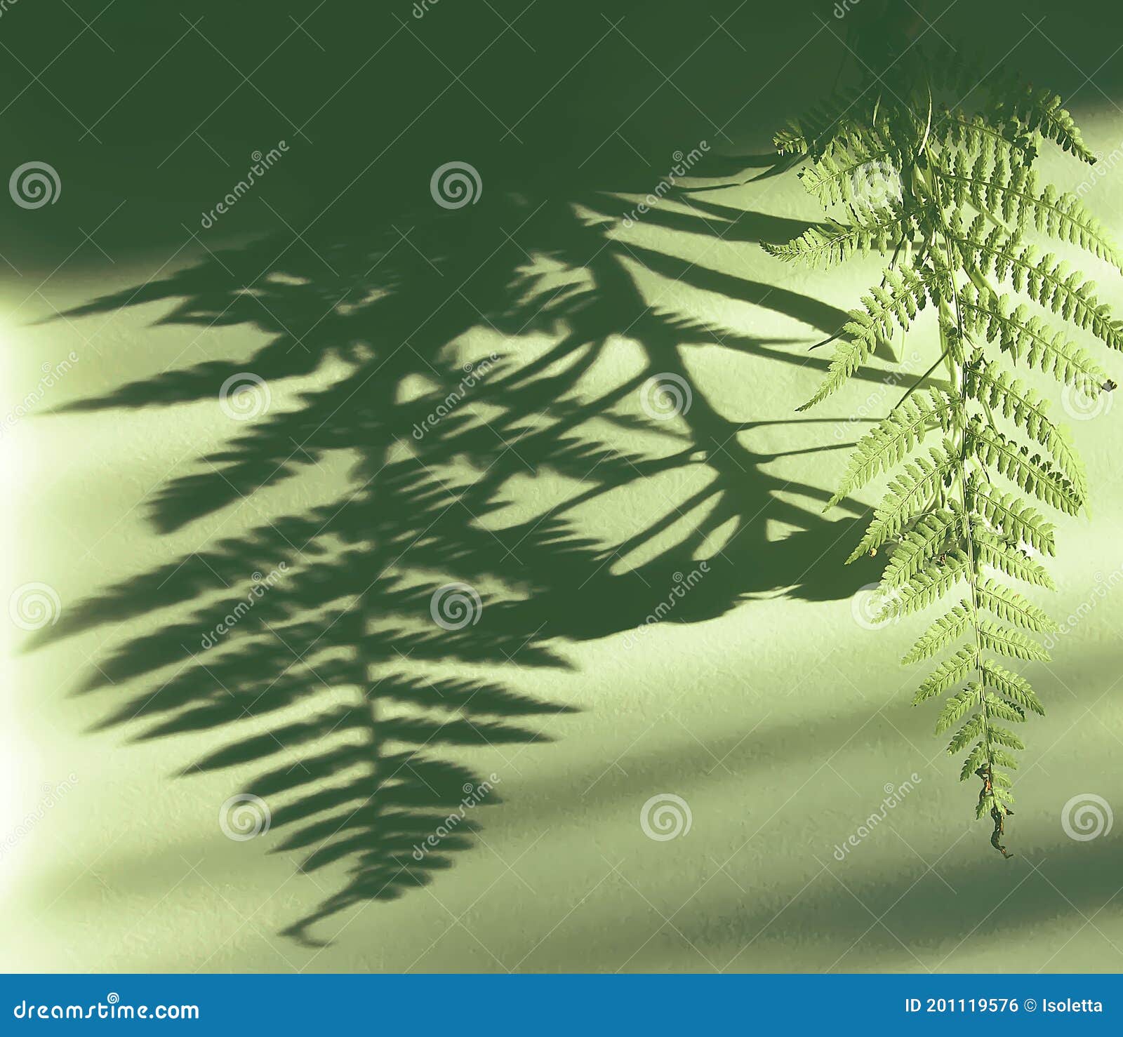 Green Fern Plant Leaf and Shadows Stock Photo - Image of empty, curve ...