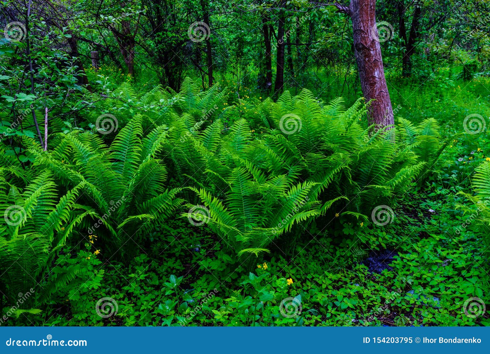Green Fern Plants in the Forest on Spring Stock Image - Image of jungle ...