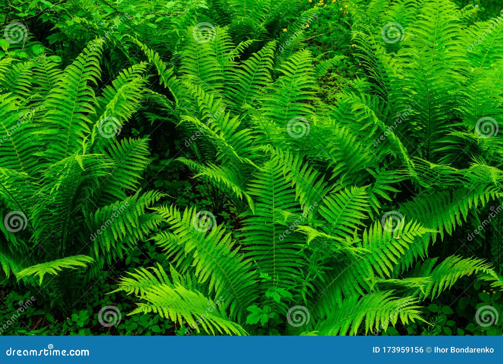 Green Fern Plants in the Forest on Spring Stock Photo - Image of ...