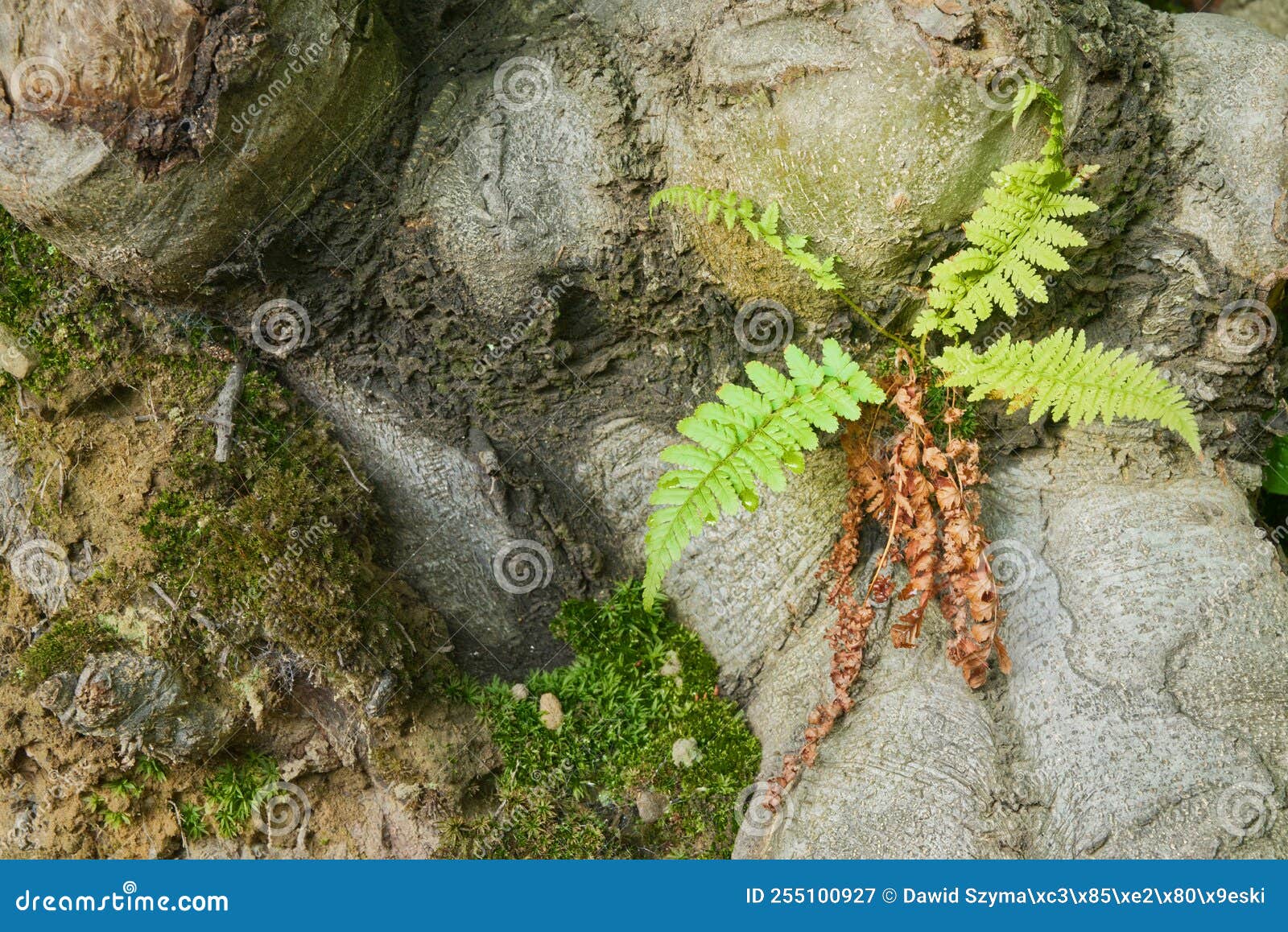 Green Fern among the Roots. Stock Image - Image of leaf, soil: 255100927