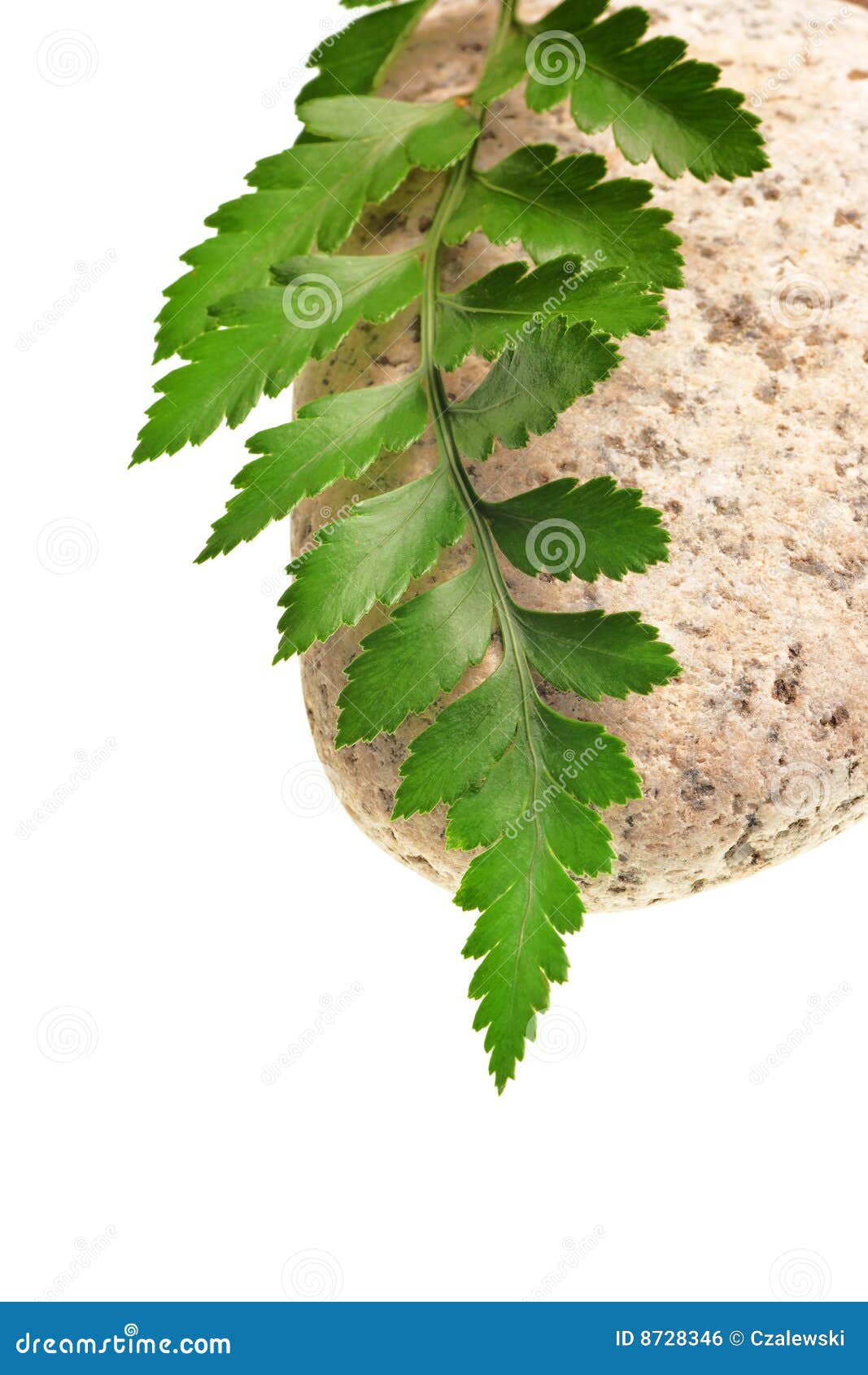 Green Fern and stone stock photo. Image of isolated, green - 8728346