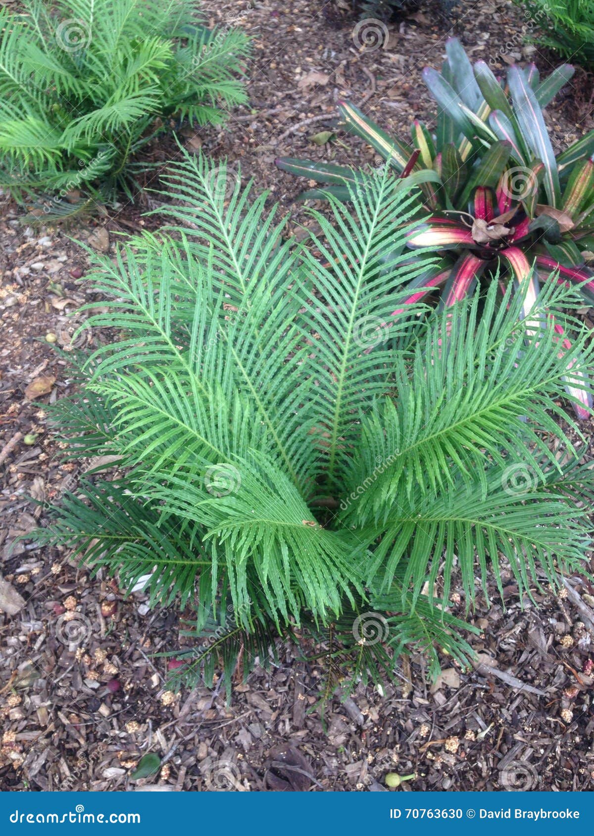 Green Fernery Cycad Garden Beds Stock Photo - Image of gardens, leaves ...