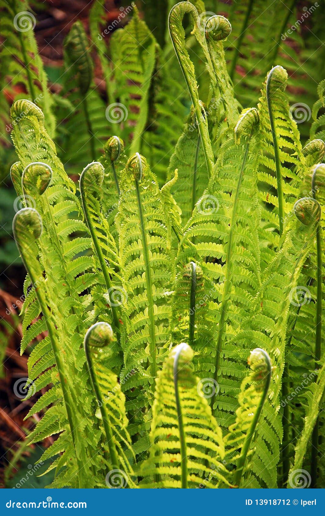 Green ferns stock photo. Image of foliage, lush, nature - 13918712